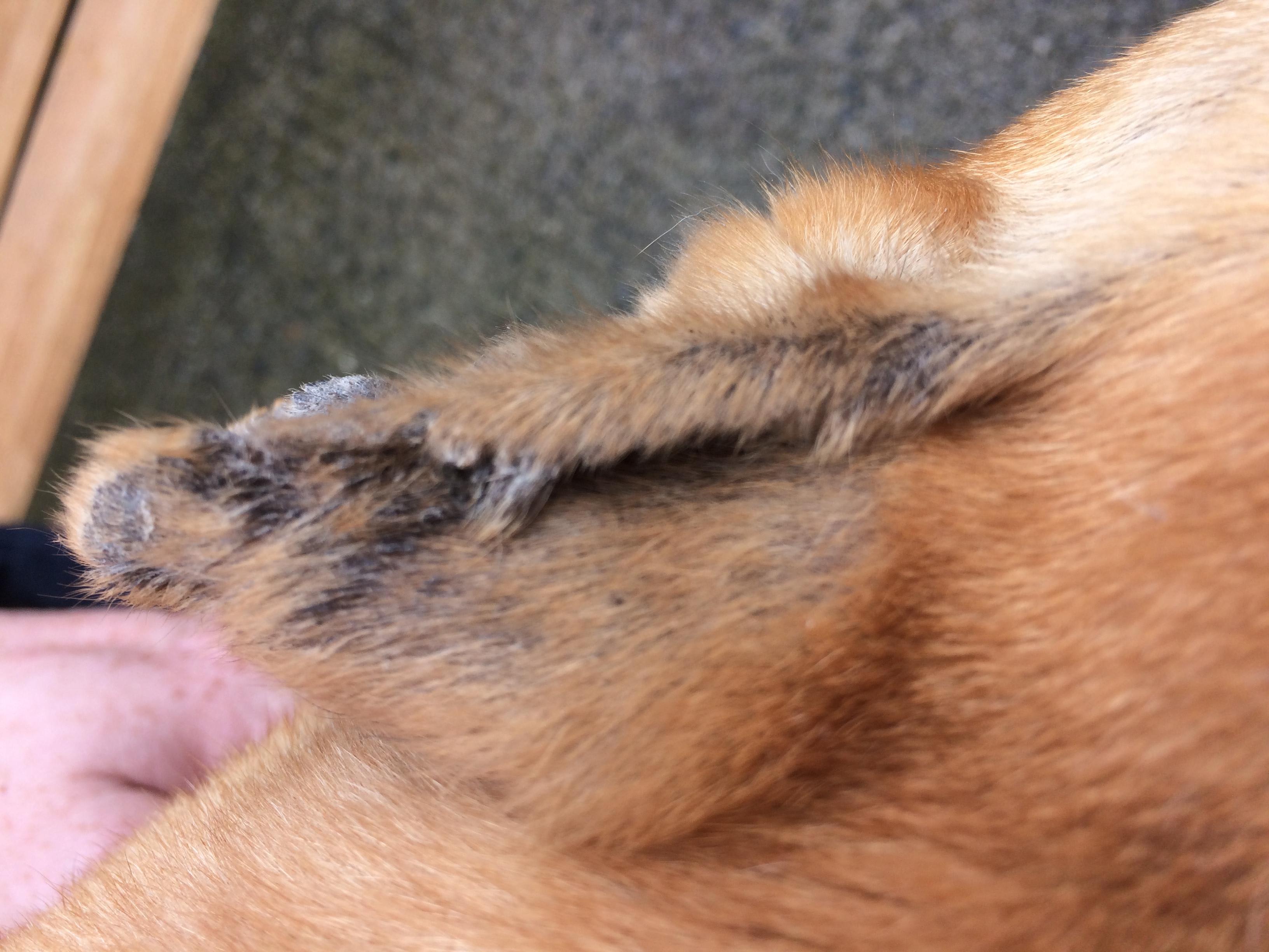 Why does my dog have black flaky ear skin and scabs on legs? | Petco