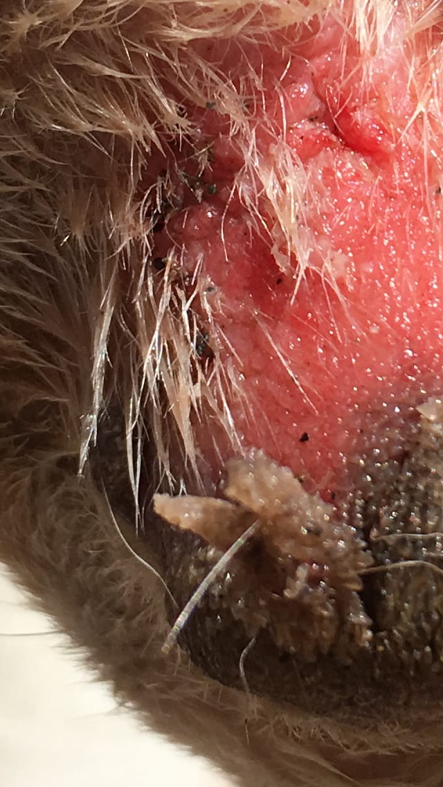 My Dog's Paw Pad is Torn: Protruding Pieces? Vet or Home? | Petco