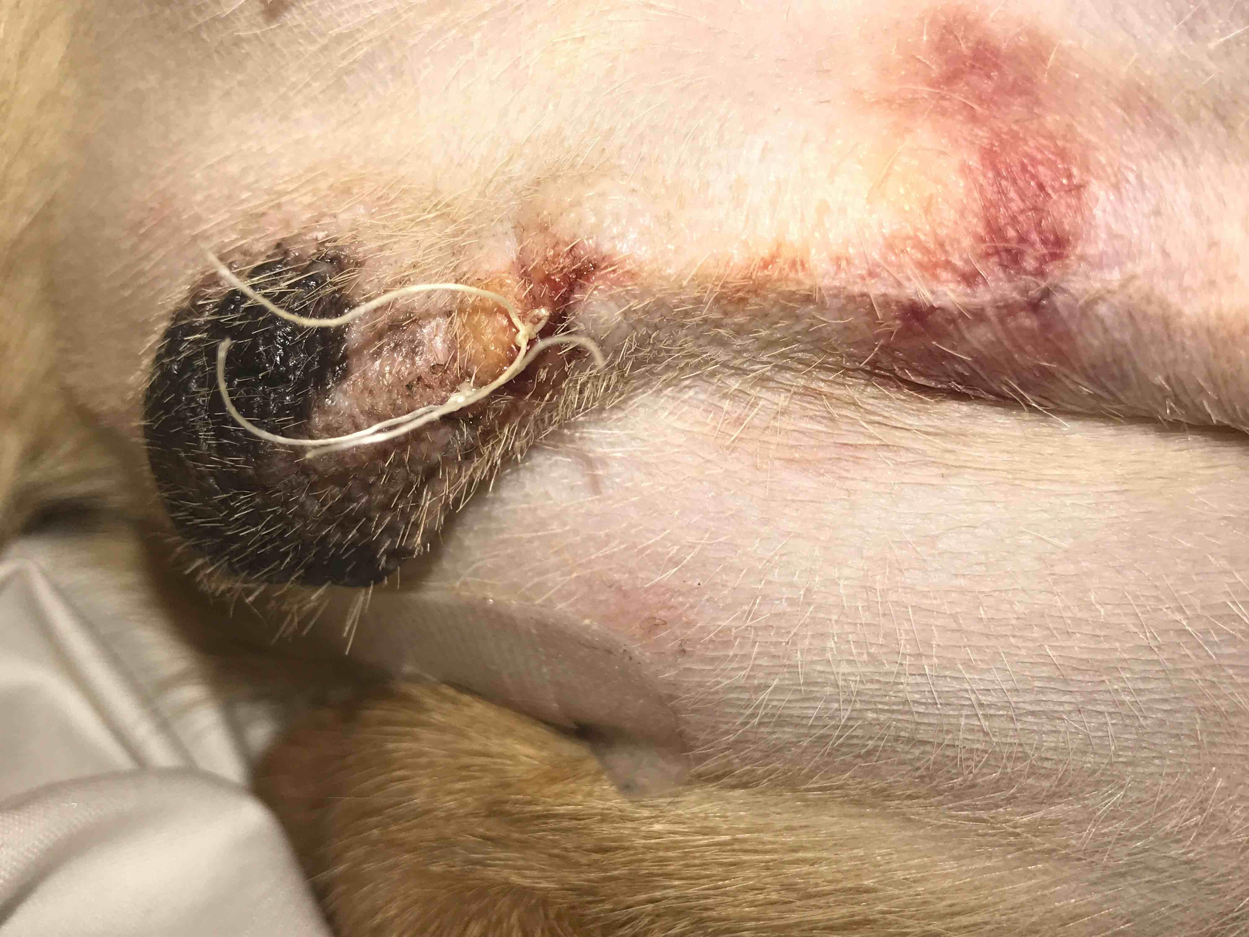 My Dog's Neuter Incision Looks Weird 4 Days Post-Op. Is It Normal? | Petco