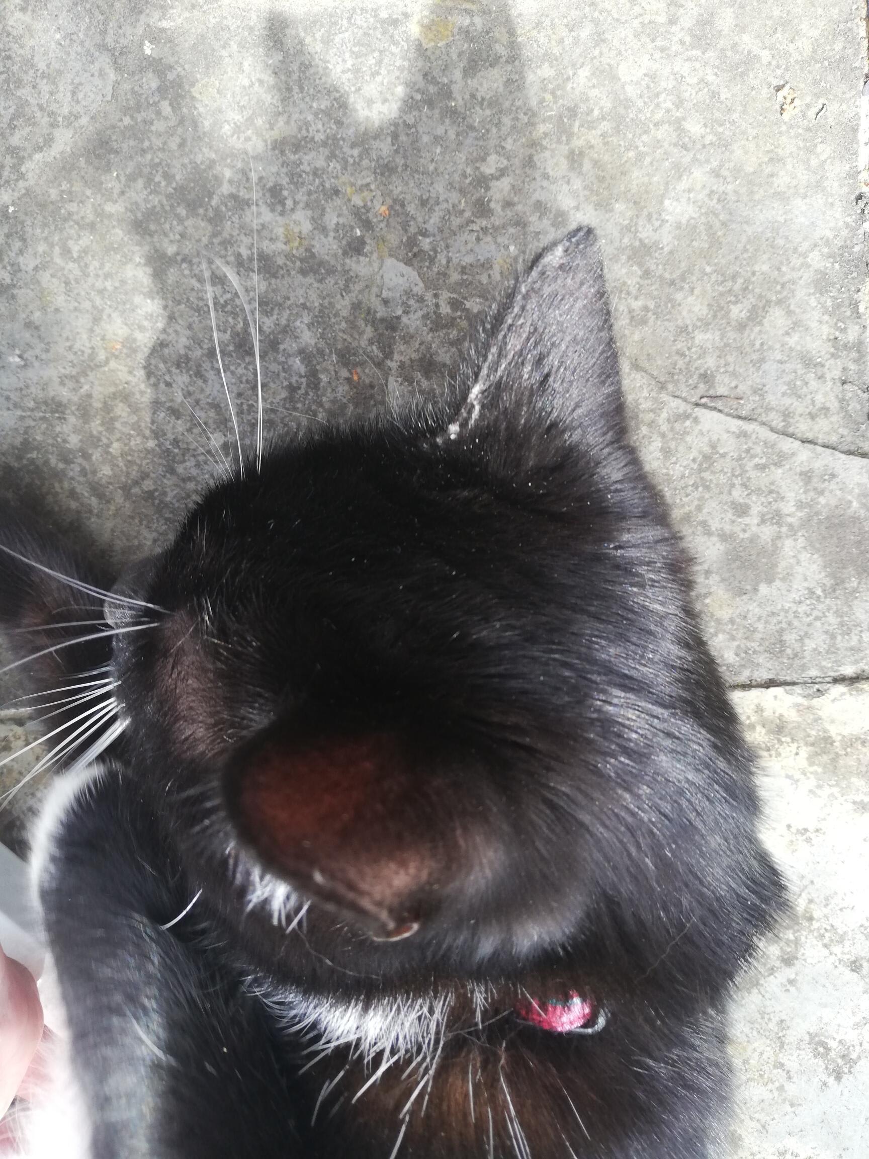 Why is my cat's ear bent, scabbed, and losing fur around the edges? | Petco