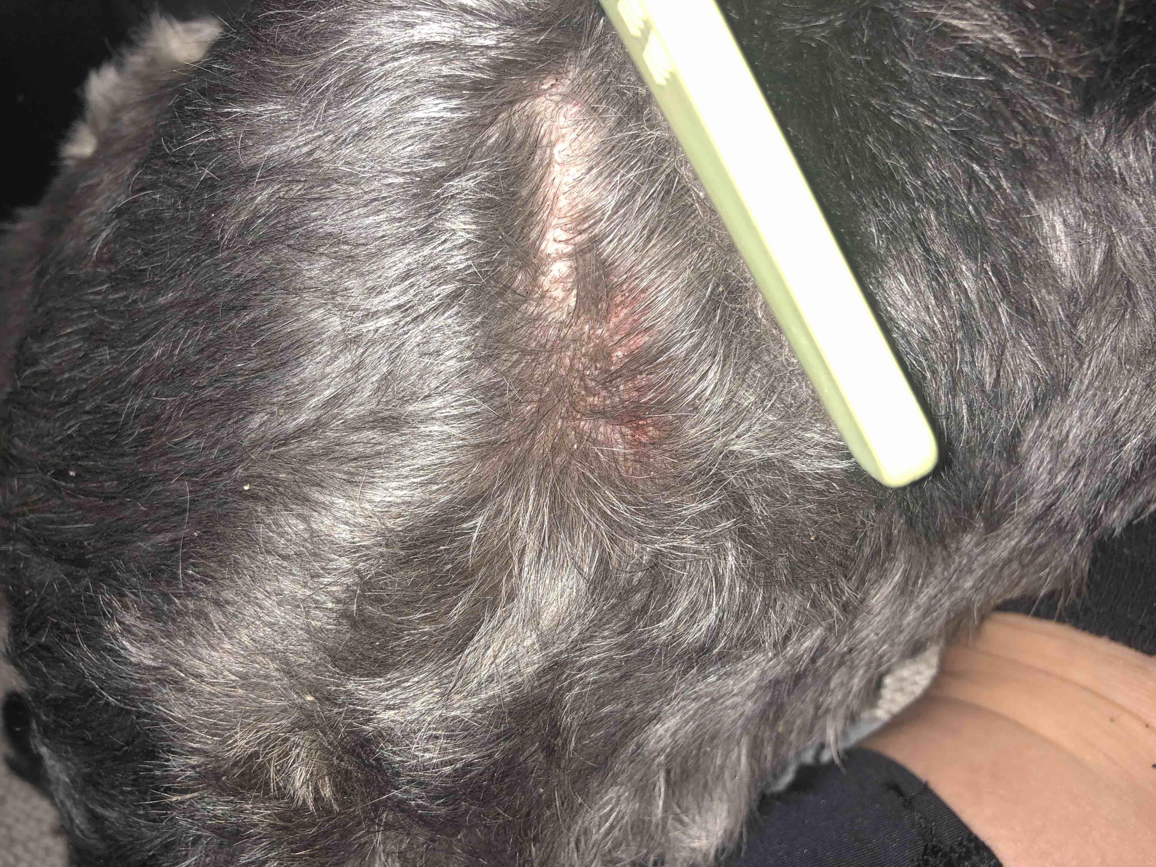 What causes my dog's constant itching, chewing, and crusty skin? | Petco