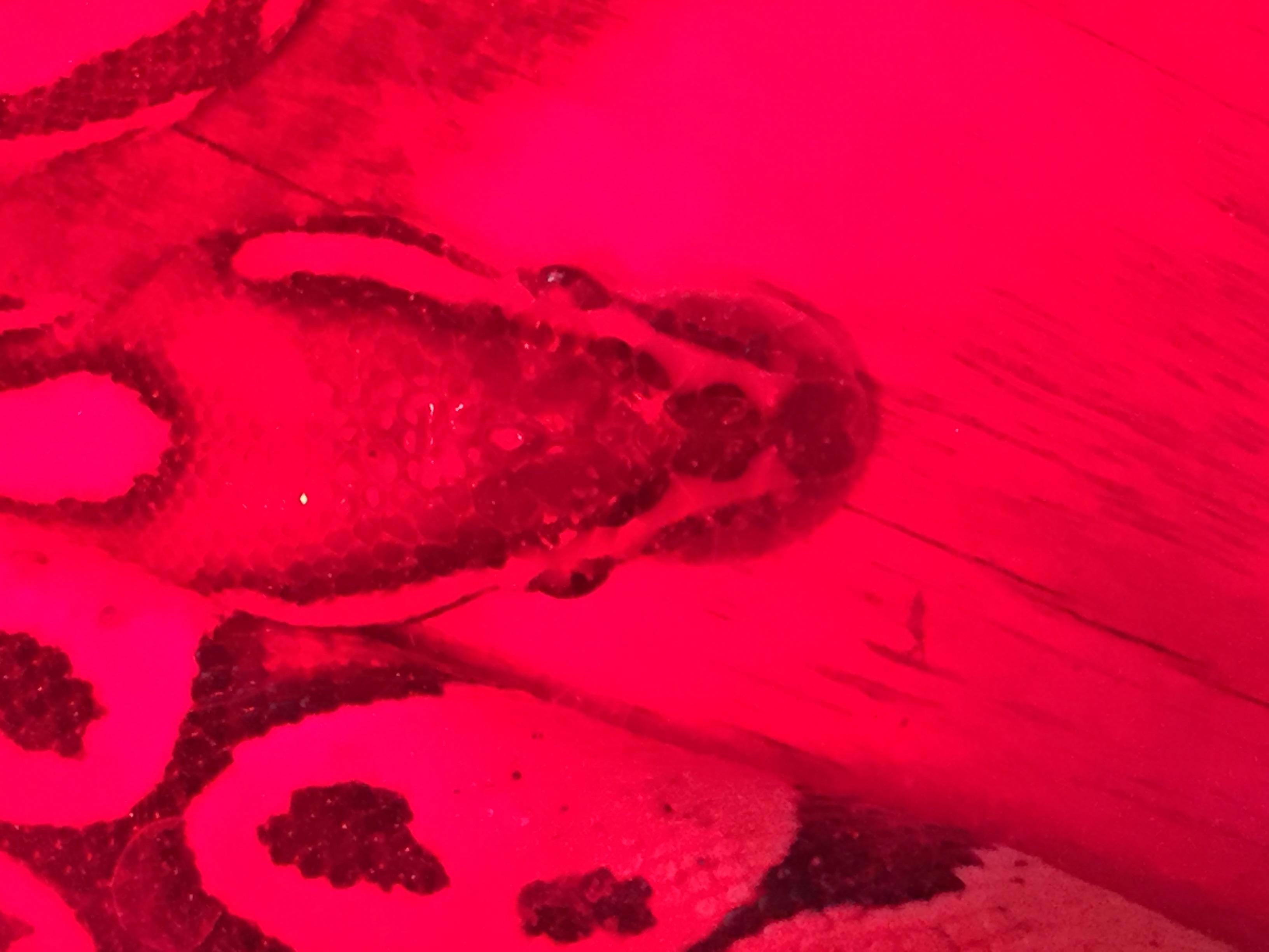 My Snake's Eyes Are Bulging: Is It Normal or a Concern? | Petco