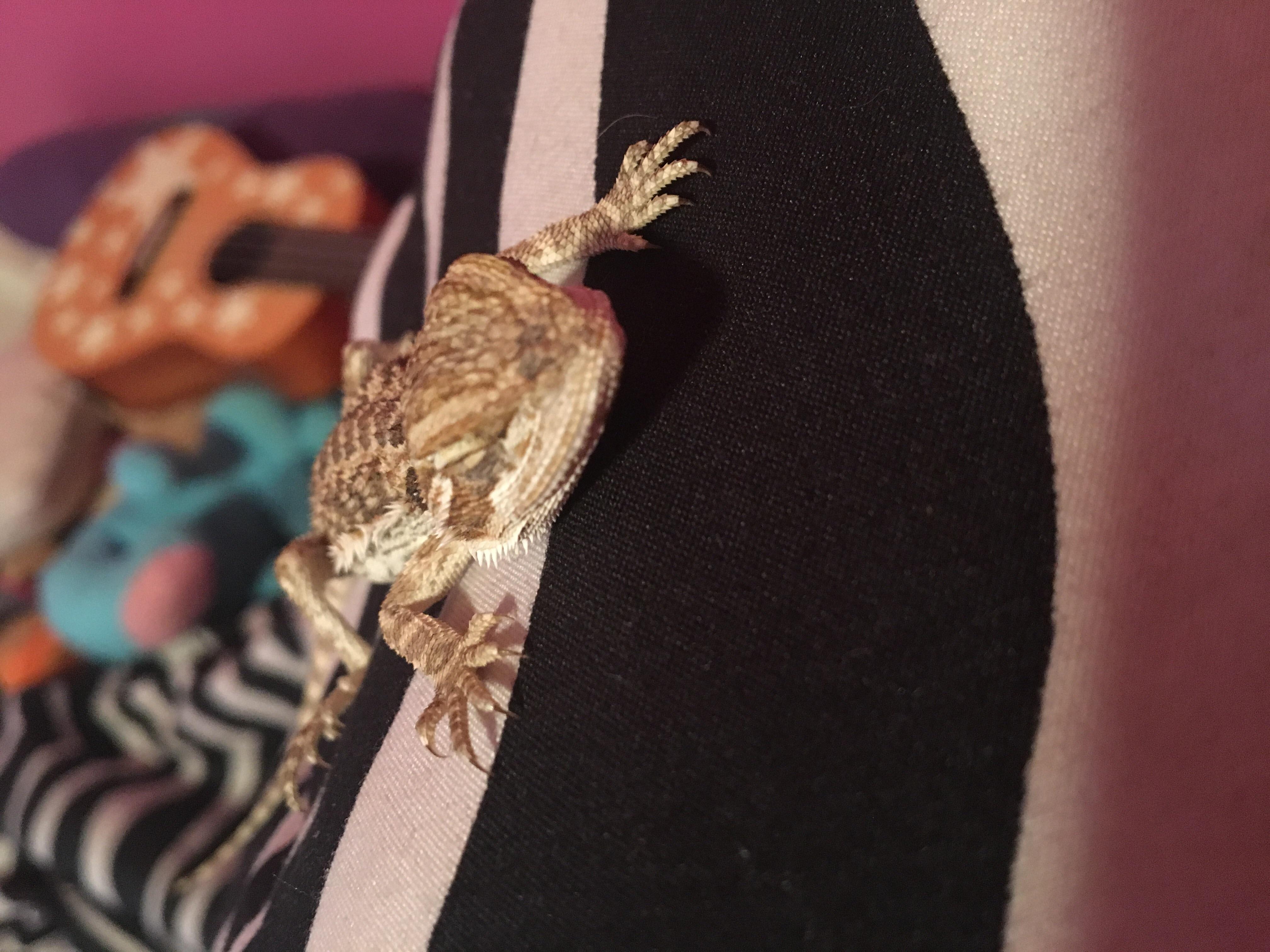 My New Petco Bearded Dragon is Sick. Can I Exchange It? | Petco