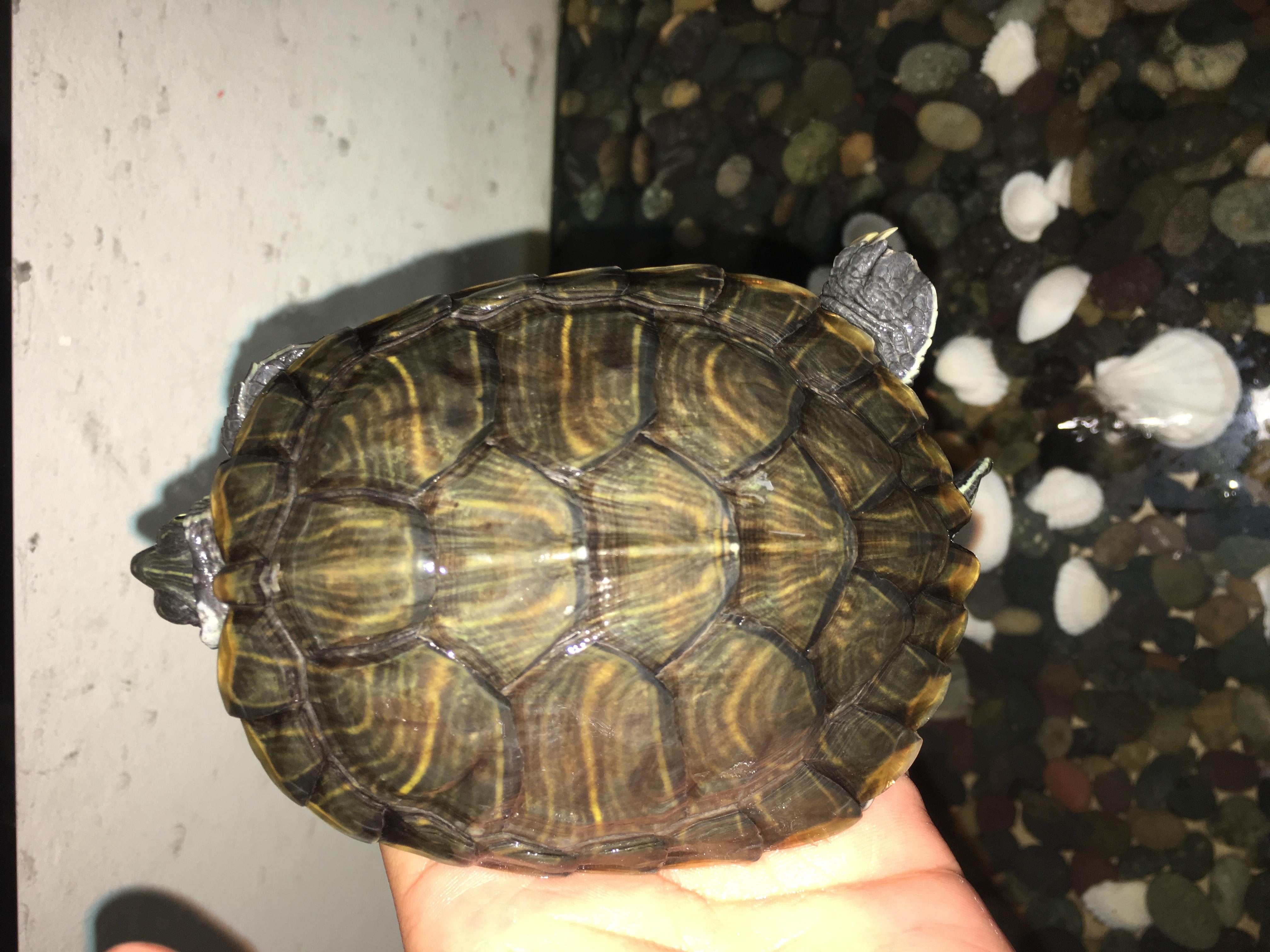 Why Does My Turtle's Shell Look Odd & Have Spots? Is It Healthy? | Petco