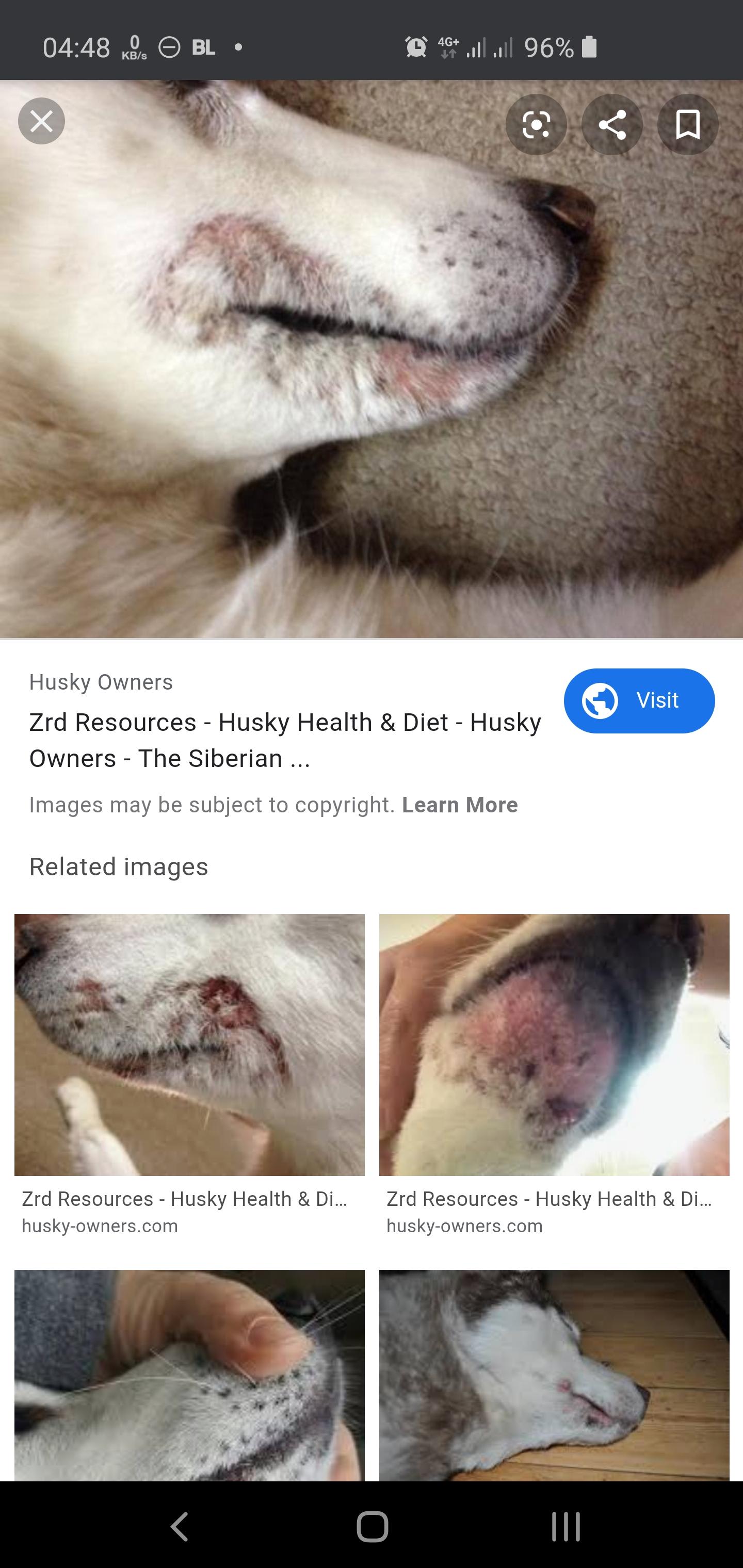 My Husky Scratches Mouth: Is Zinc Safe for His Skin & Kidneys? | Petco