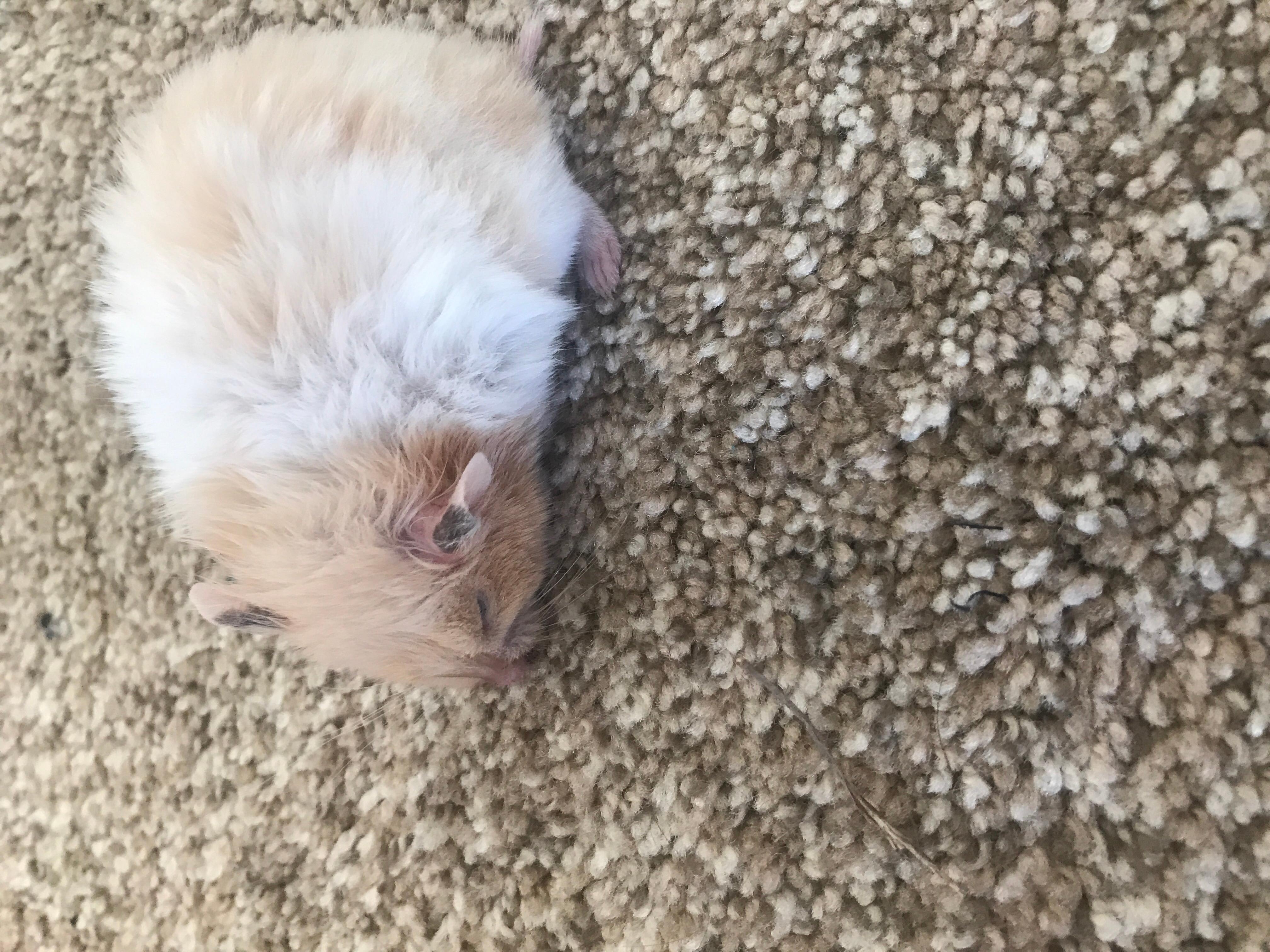 My Hamster is Lethargic, Tired, Dragging Legs. Sick? | Petco