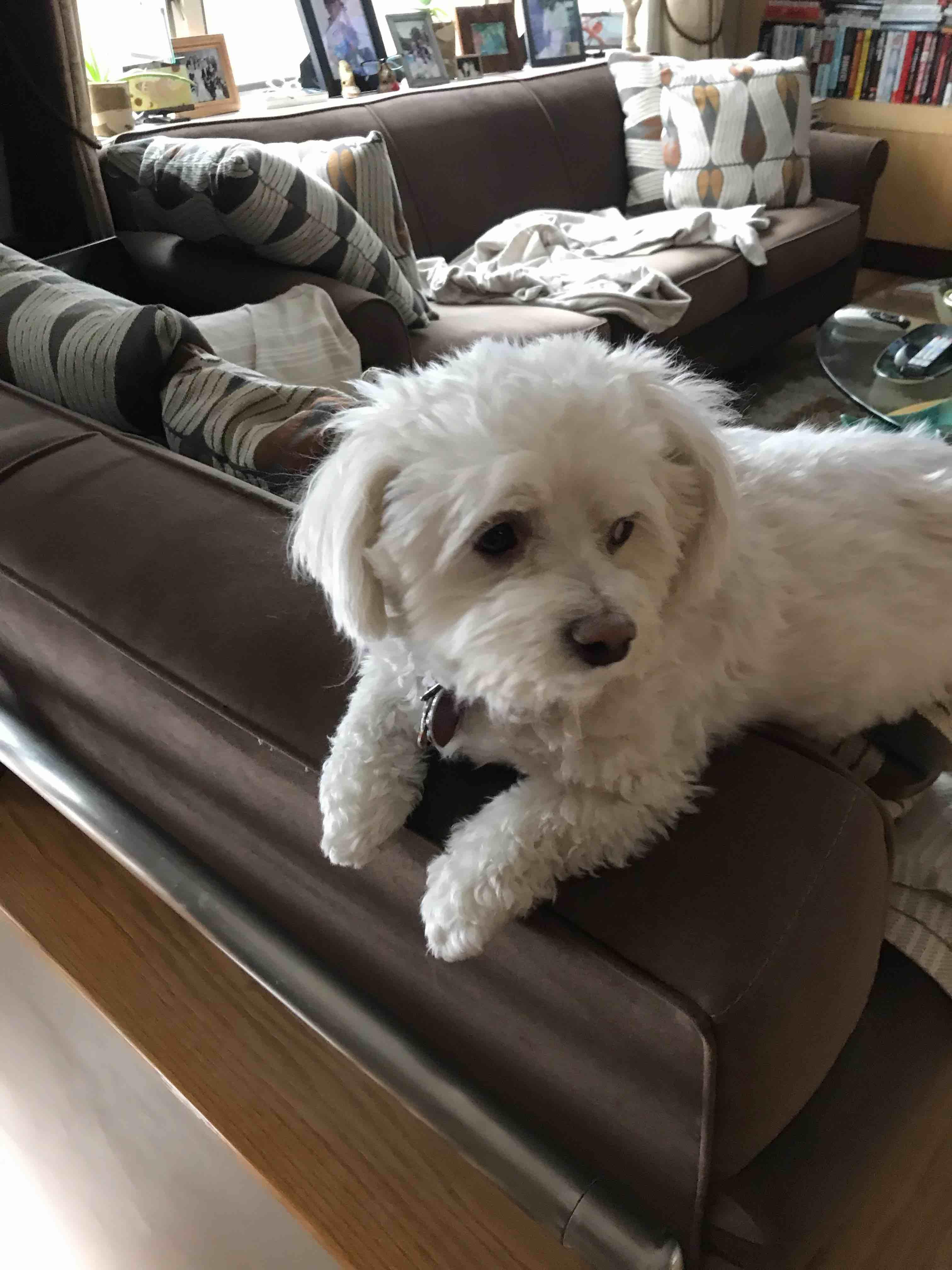 How much food for an overweight Maltese's daily weight loss? | Petco