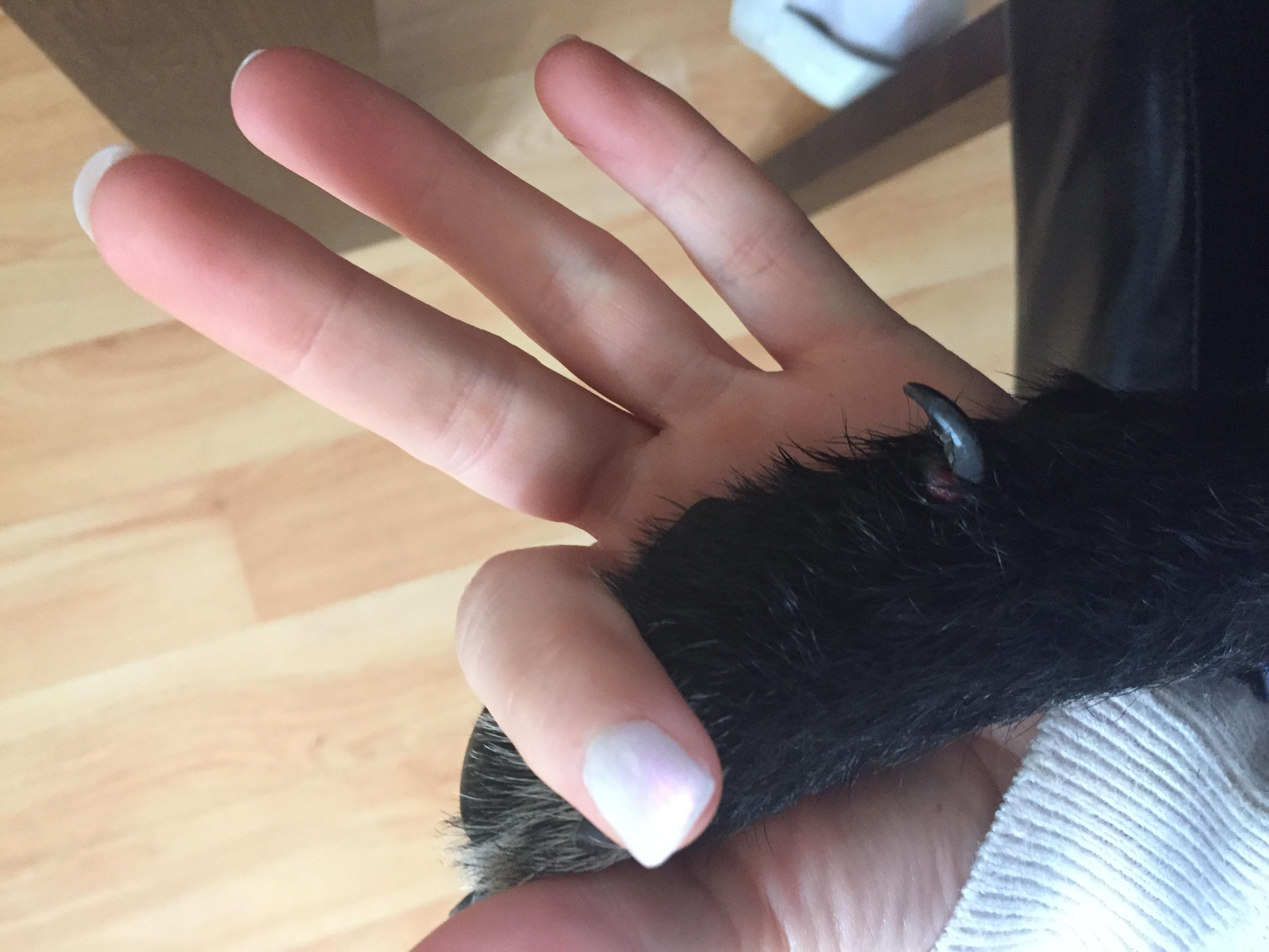 My Dog's Dew Claw Is Hanging Off: Heal or See a Vet? | Petco