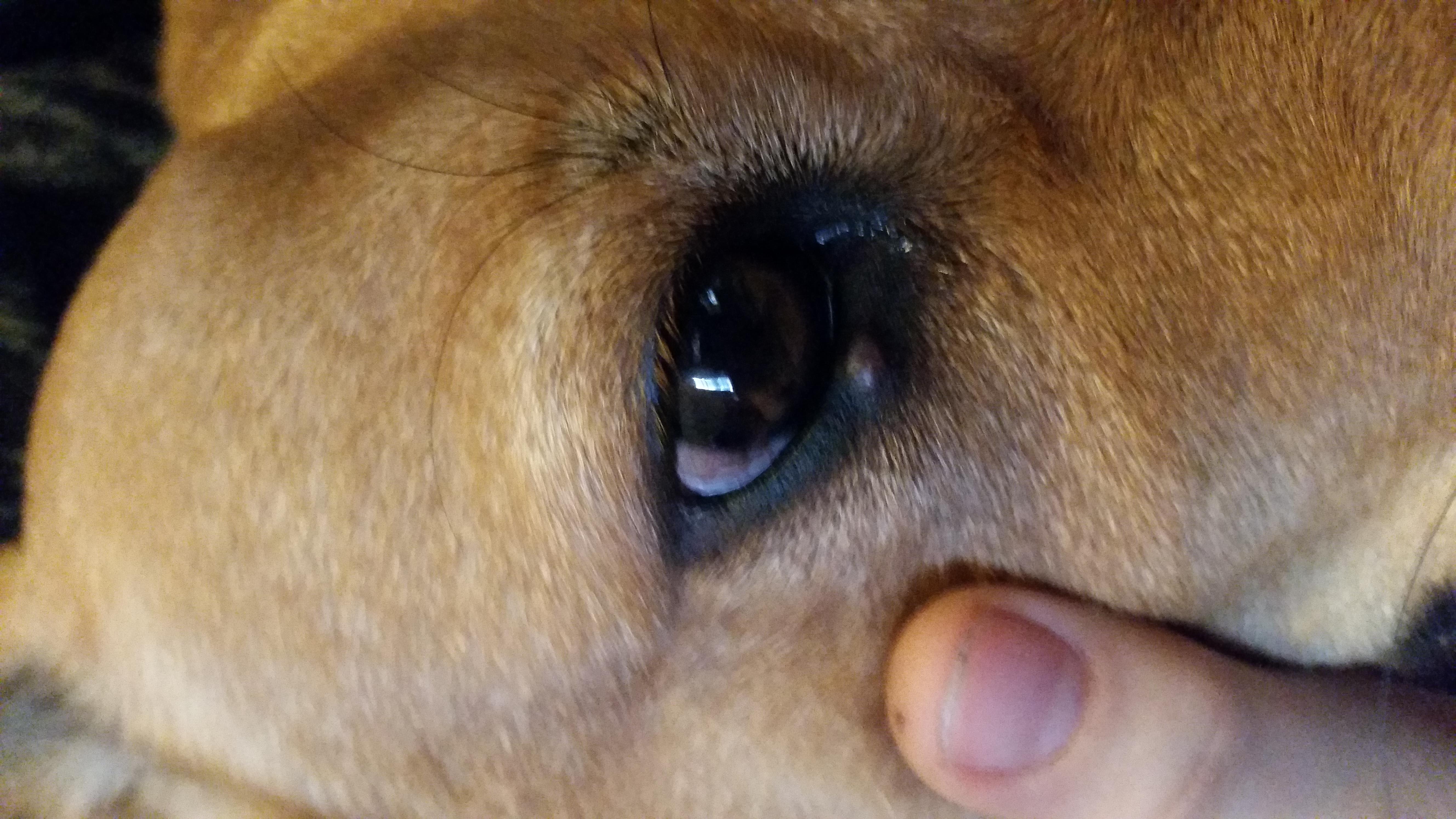 My Dog Has a Black Dot Pimple on Eyelid. Should I Worry? | Petco