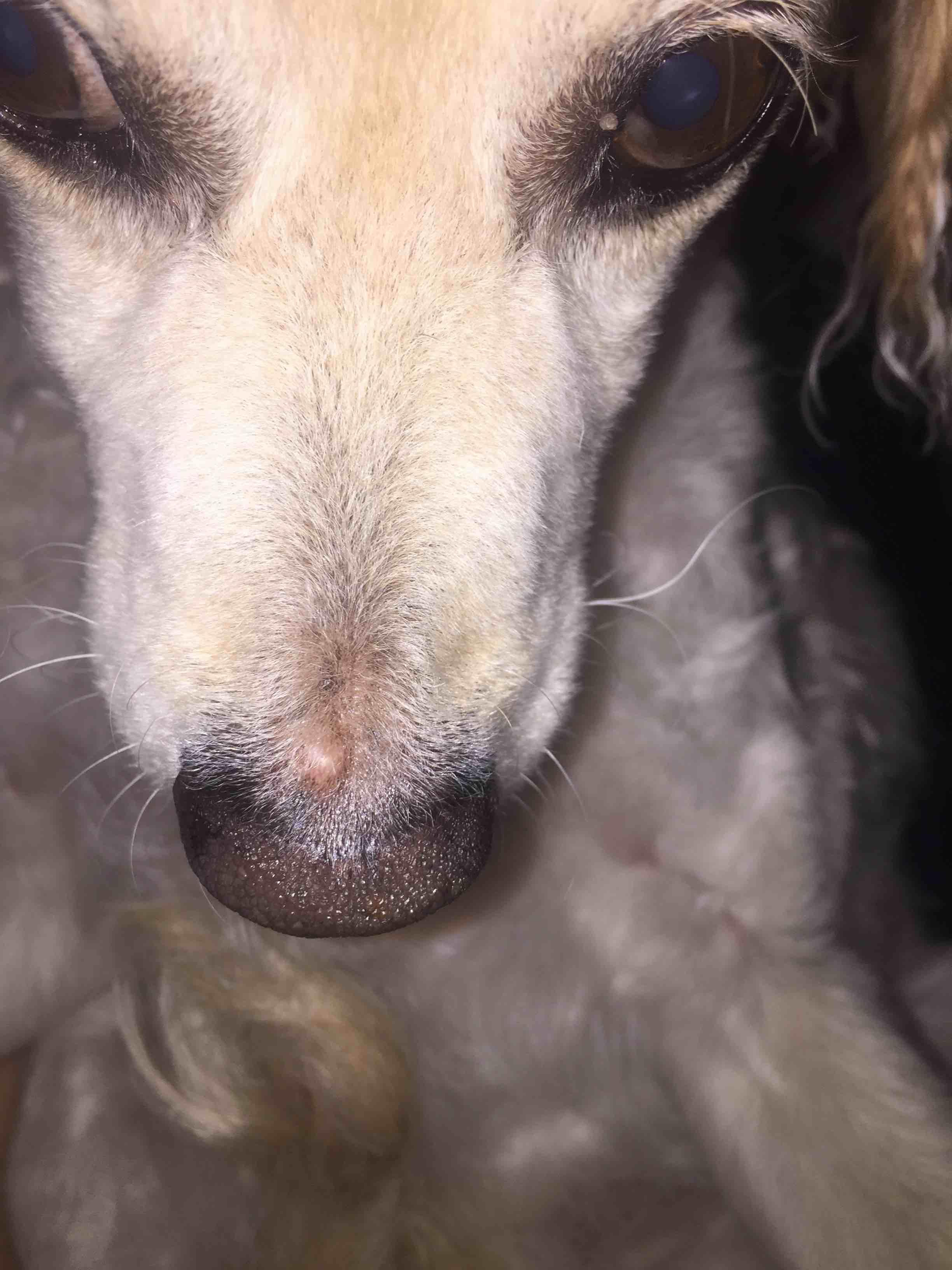 My Dog's Nose Has a Pus-Filled Pimple: Touch or Vet? | Petco