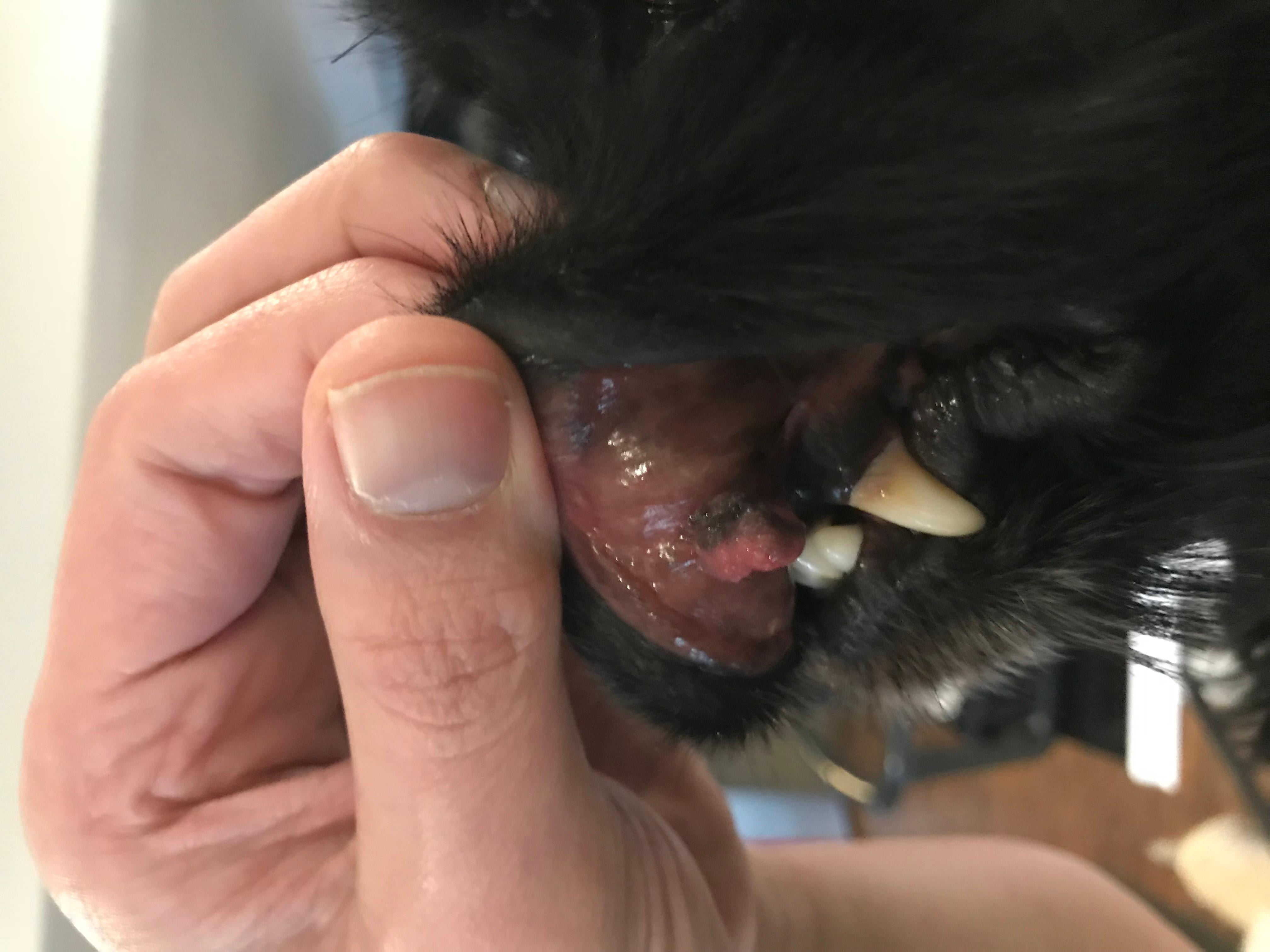 Cocker Spaniel Has a Mouth Mass. Is It Serious If He Acts Normal? | Petco