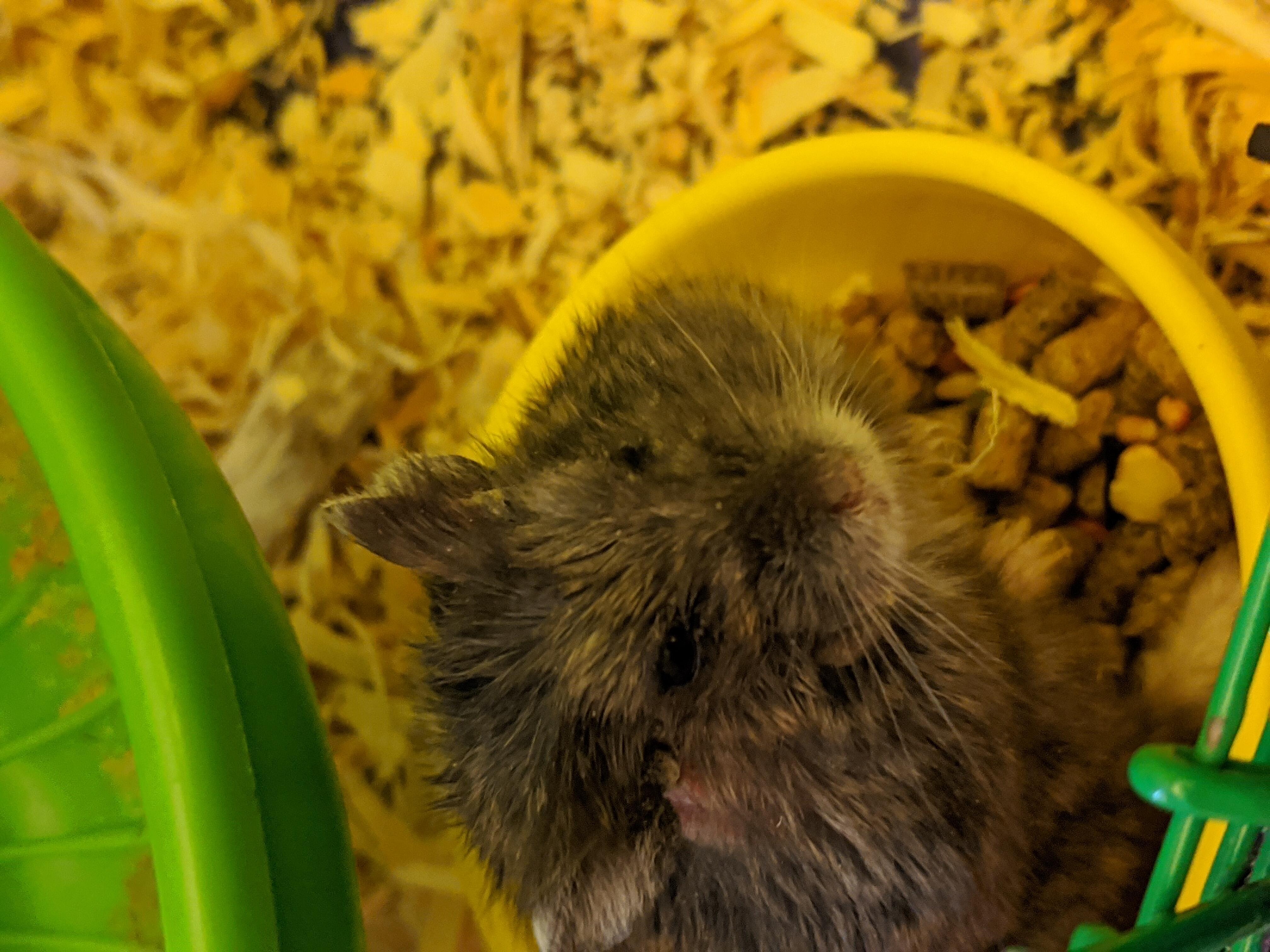 My hamster has red marks, won't stop scratching. What's wrong? | Petco