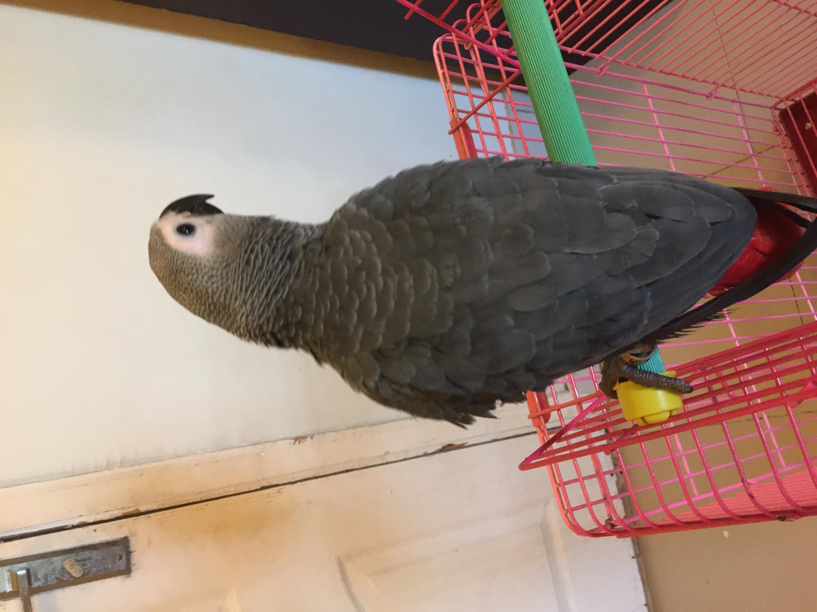 How to Care for Your African Grey with No Bird Vet Nearby? | Petco