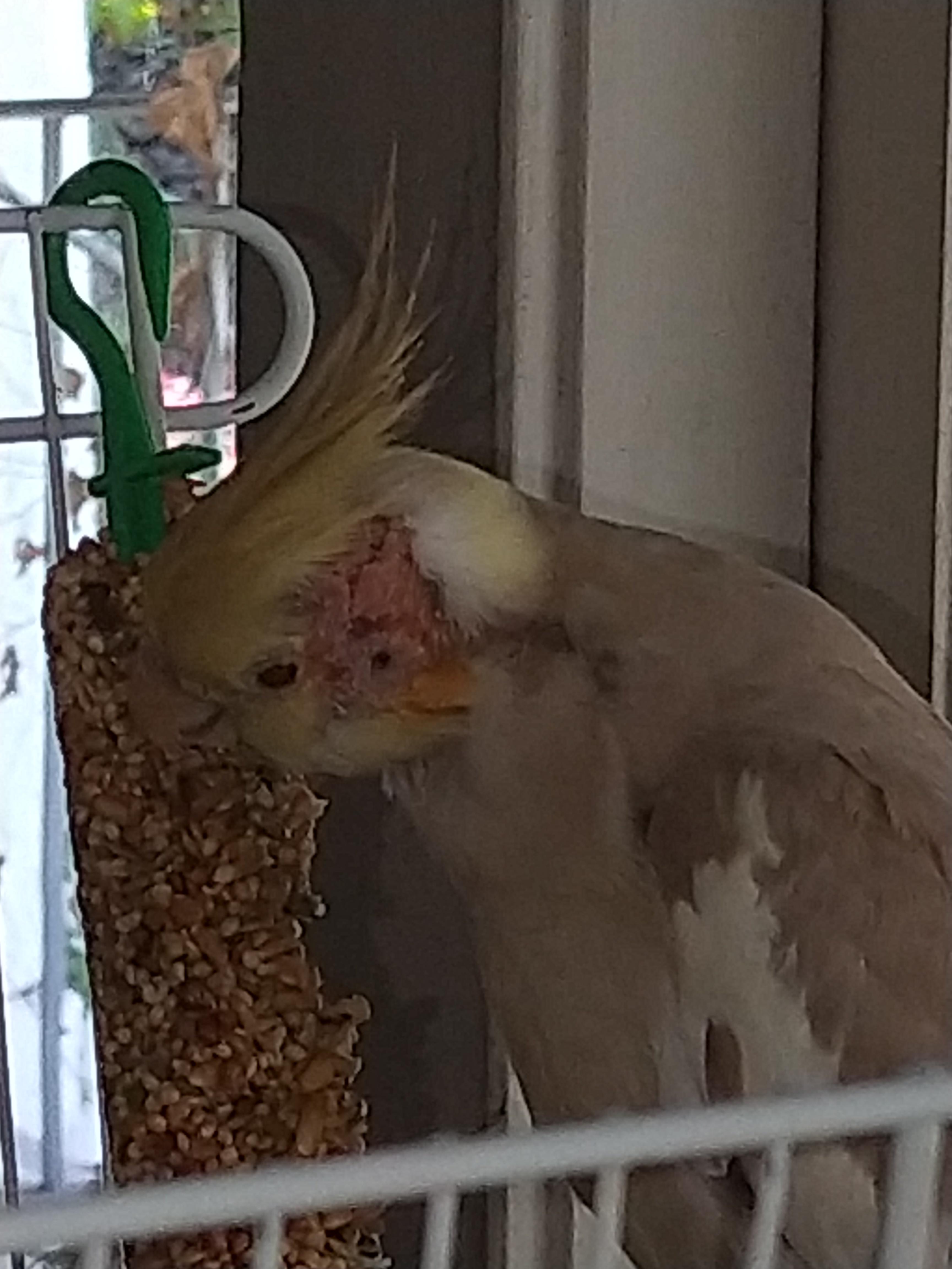 Why is my bird's skin red, swollen, and itchy with feather loss? | Petco