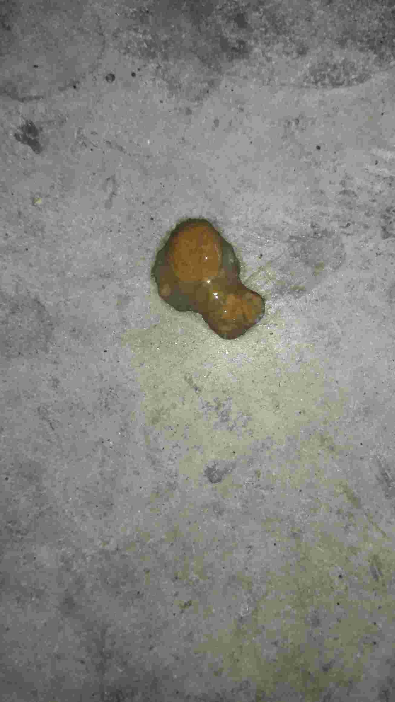 Puppy Stool: Red Streaks, Mucus, Vet Closed? What to Do? | Petco