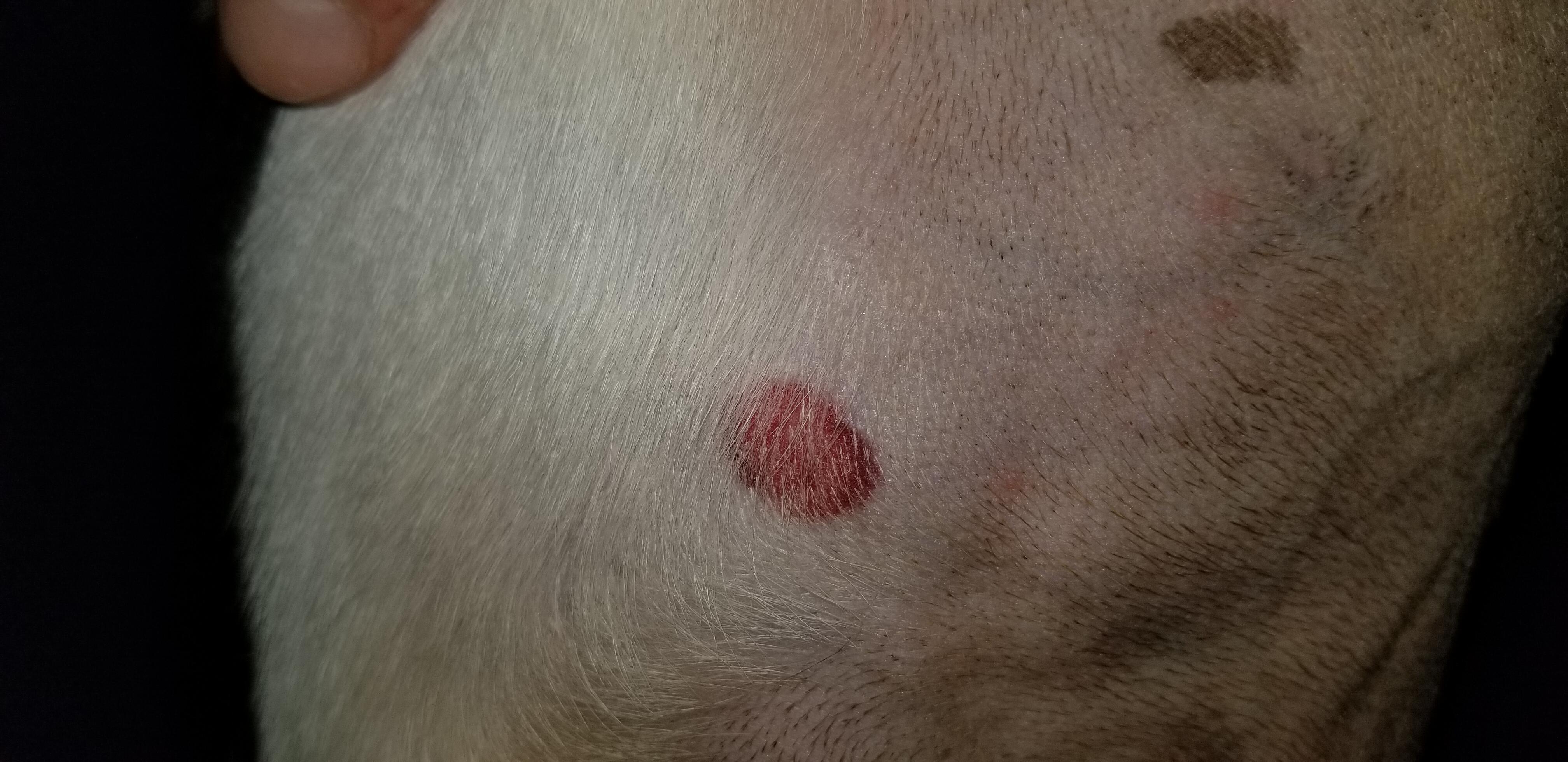What are these flat, red, non-itchy spots on my dog's belly? | Petco