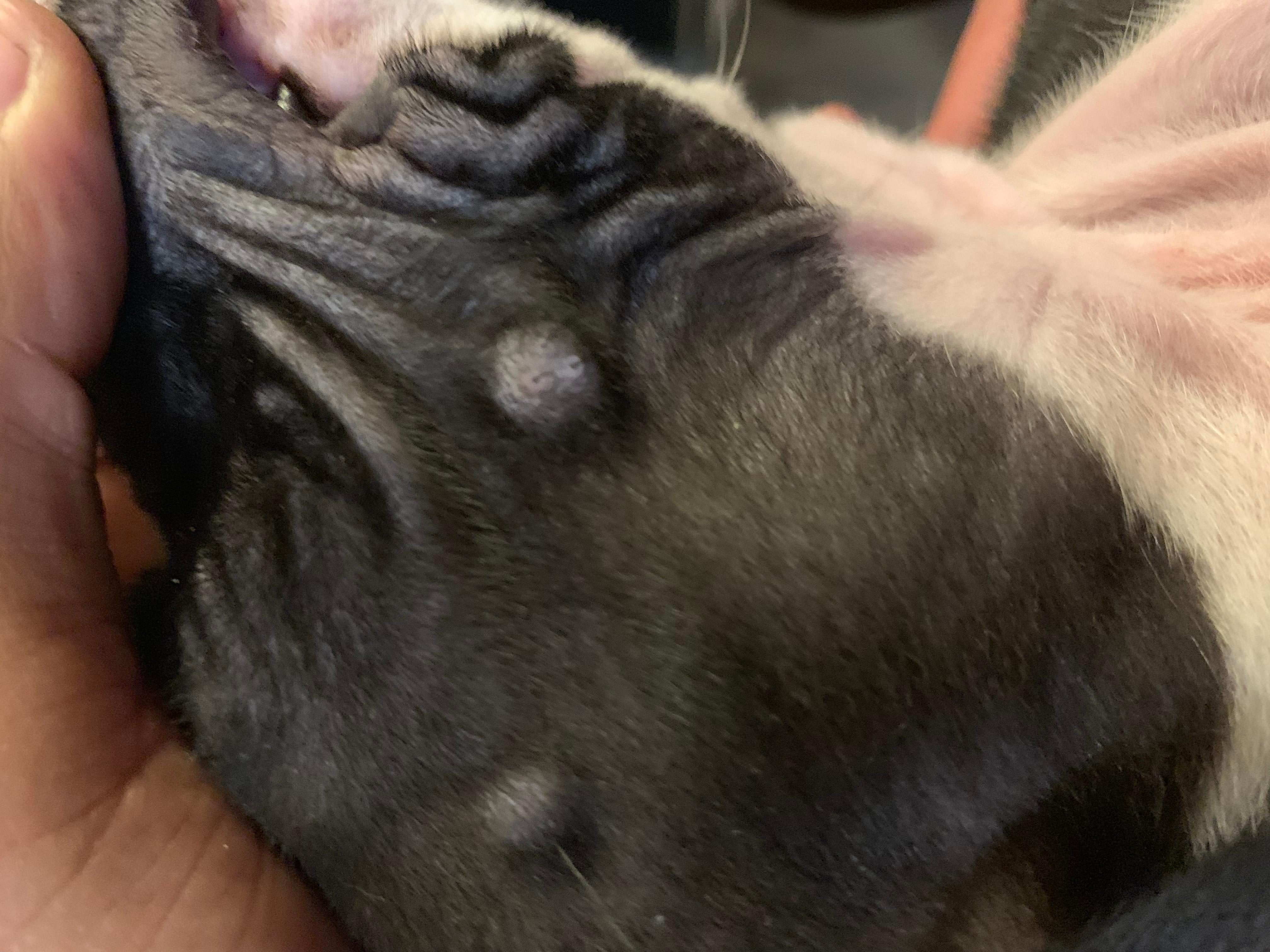 My 7-week American Bully has bumps with black hair. What are they? | Petco