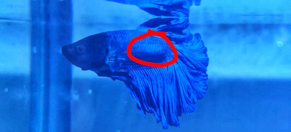 My Betta Fish Has a Swollen Rear End: Is it Serious? What to Do? | Petco