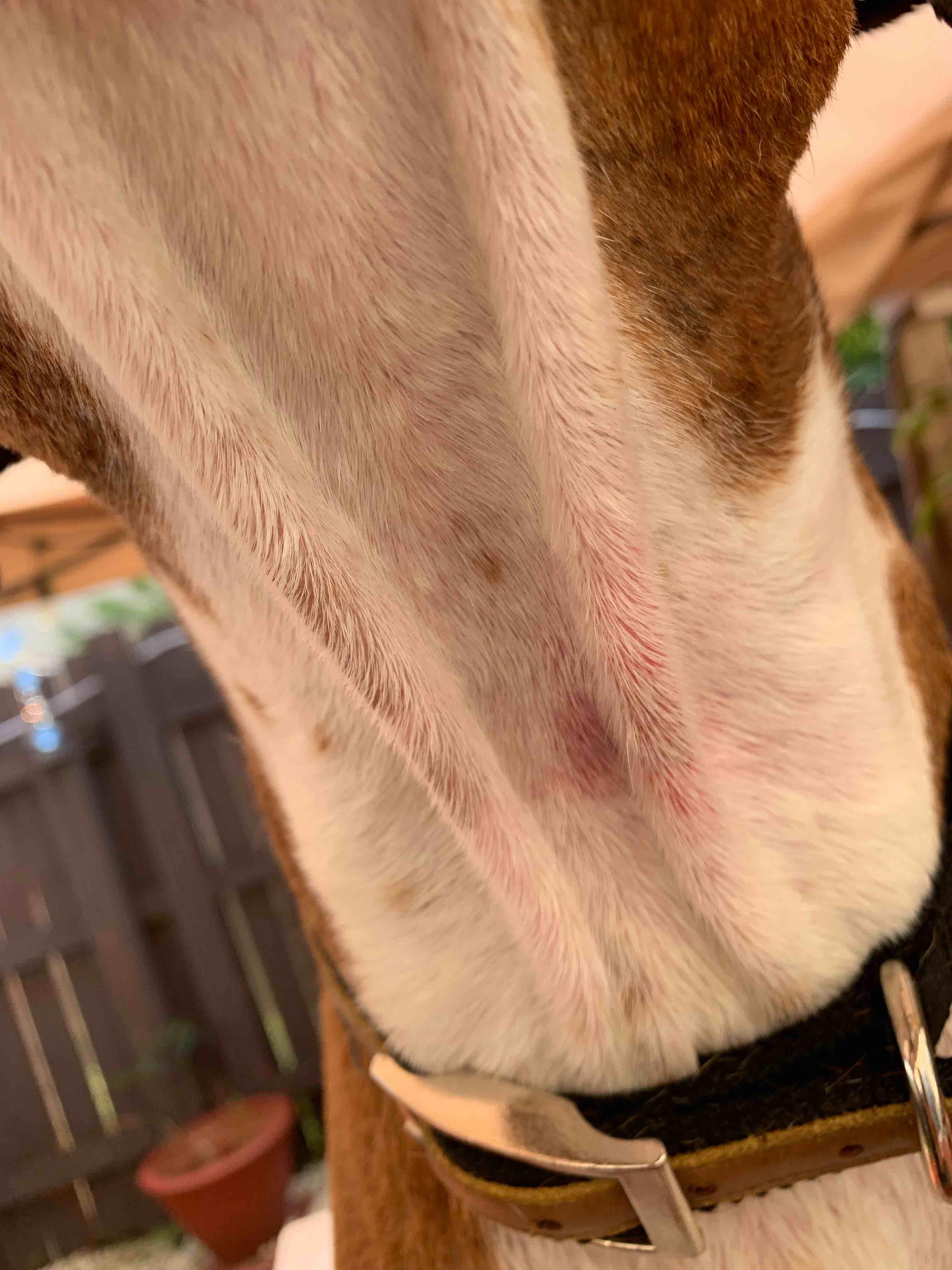 My dog has sores, blisters, and hair loss. Could it be pyoderma? | Petco