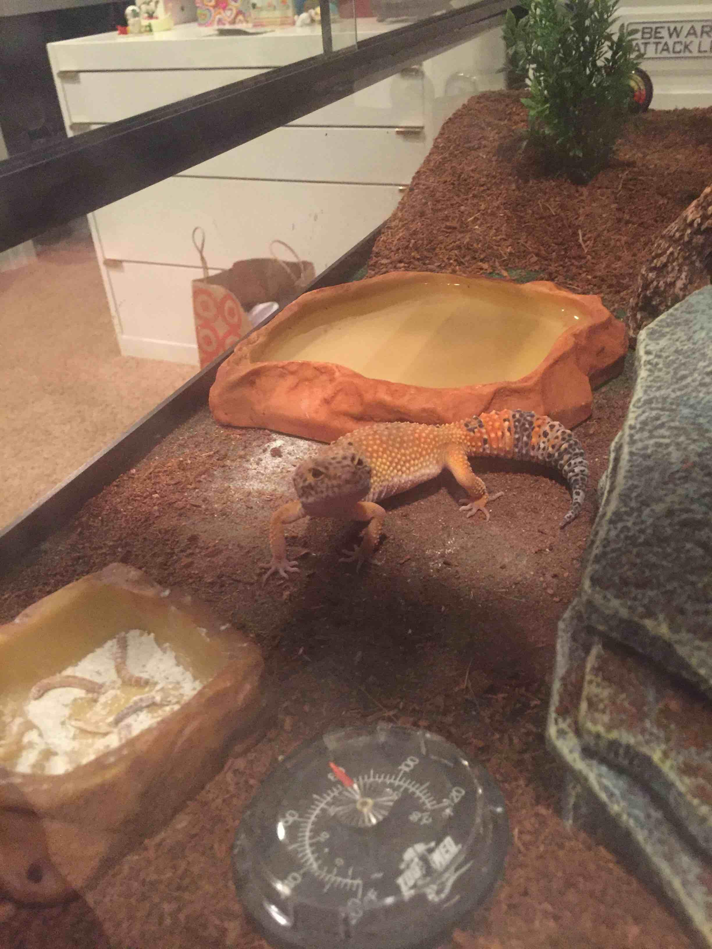 Why is my leopard gecko in pain, shaking, and not eating? | Petco