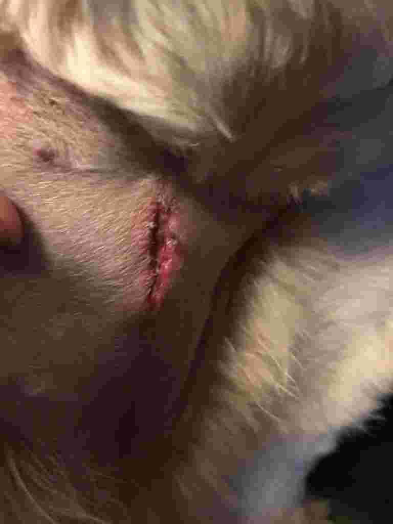 Dog Spay Incision Opened? How to Prevent Infection Before Vet | Petco