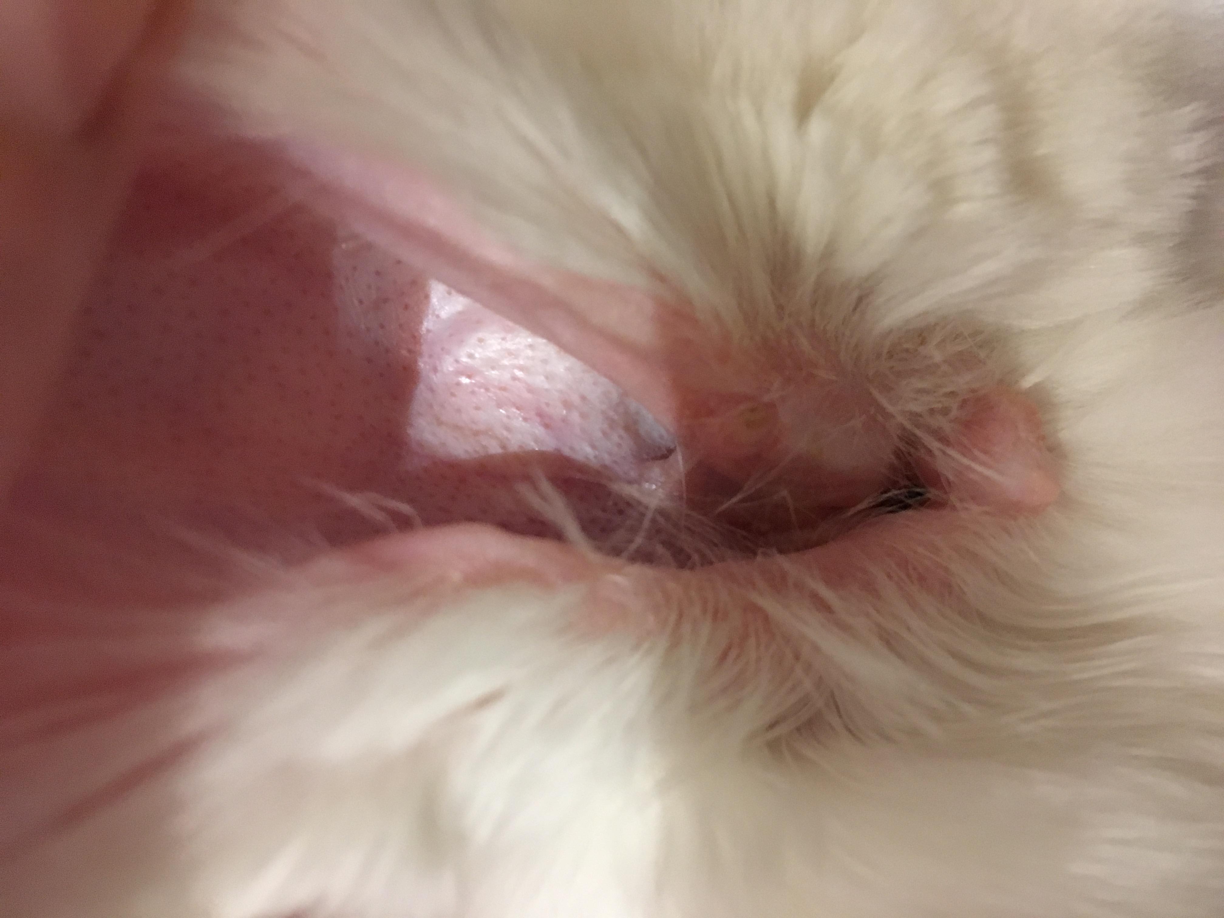 Hi my 16 month old buck white mini lop rabbit has had two lateral ear ...