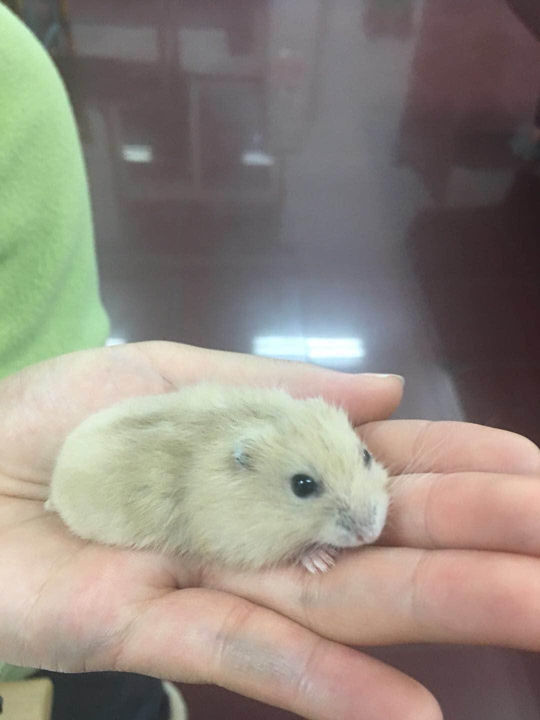 My hamster's eye is swollen and she's scratching. What to do? | Petco