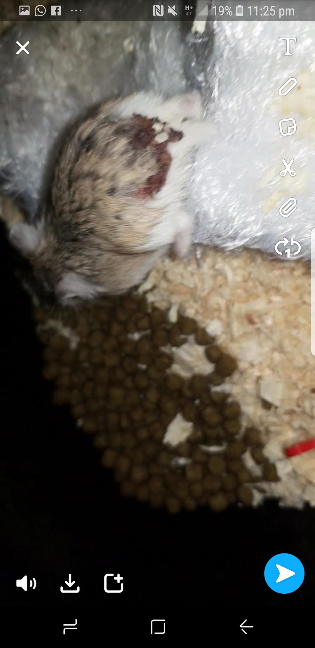 My female dwarf hamster is bleeding. Is her male attacking? | Petco