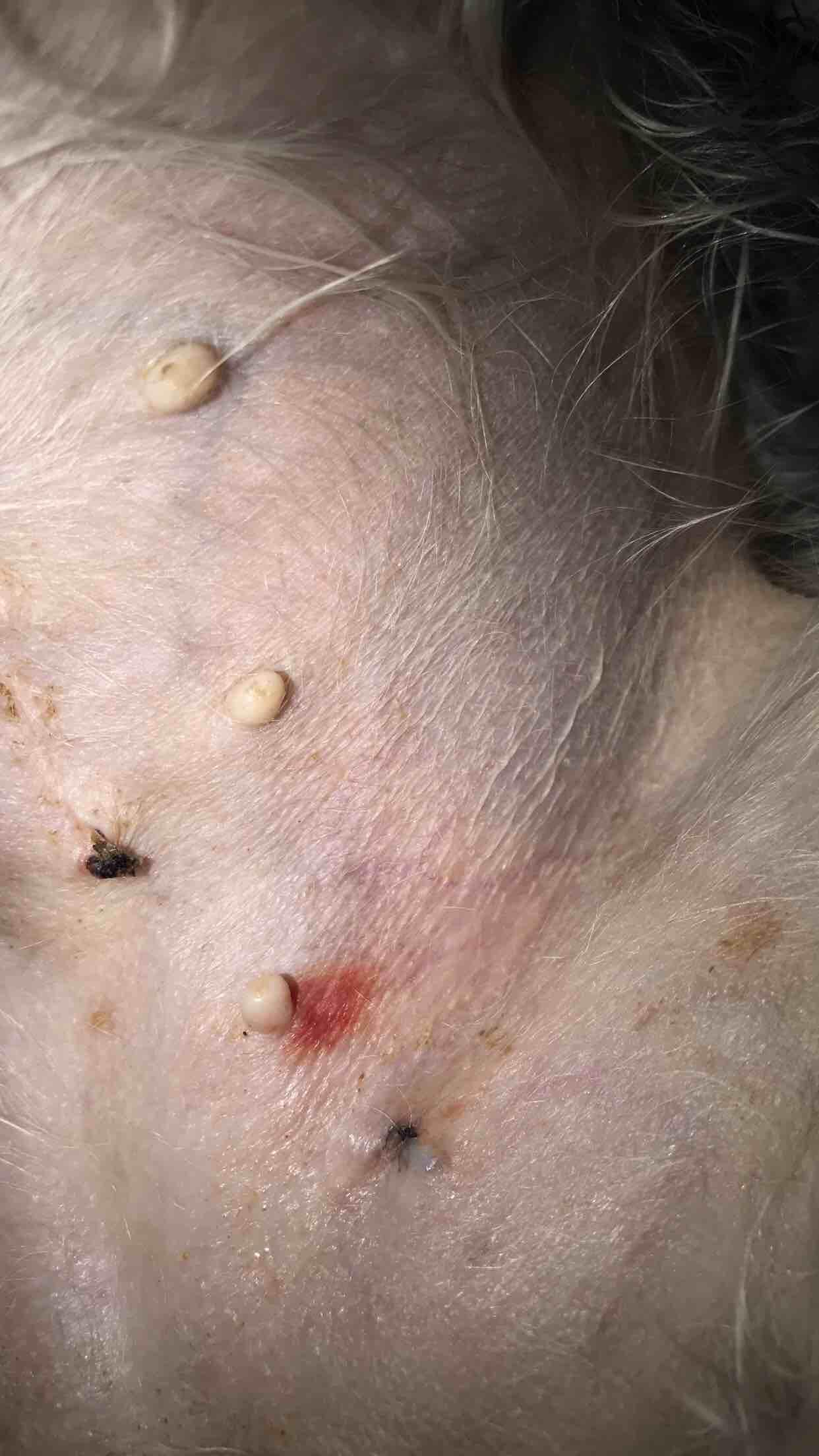 My Dog's Spay Incision Red After Licking? Get Answers | Petco