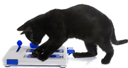 DIY Cat Enrichment: 9 Ways to Stimulate Your Cat | Petco