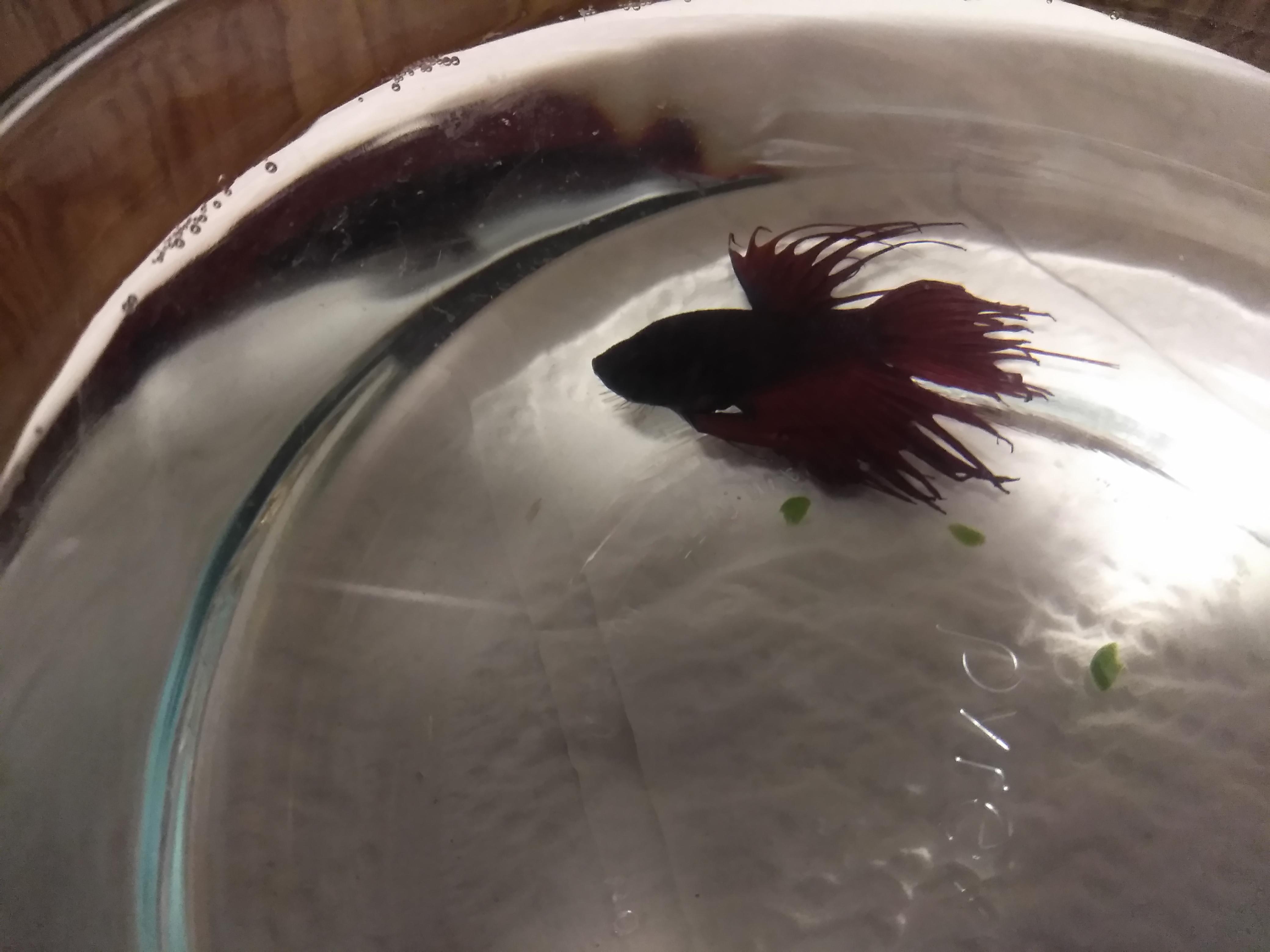 How do I treat my sick betta fish with swim bladder disease? | Petco