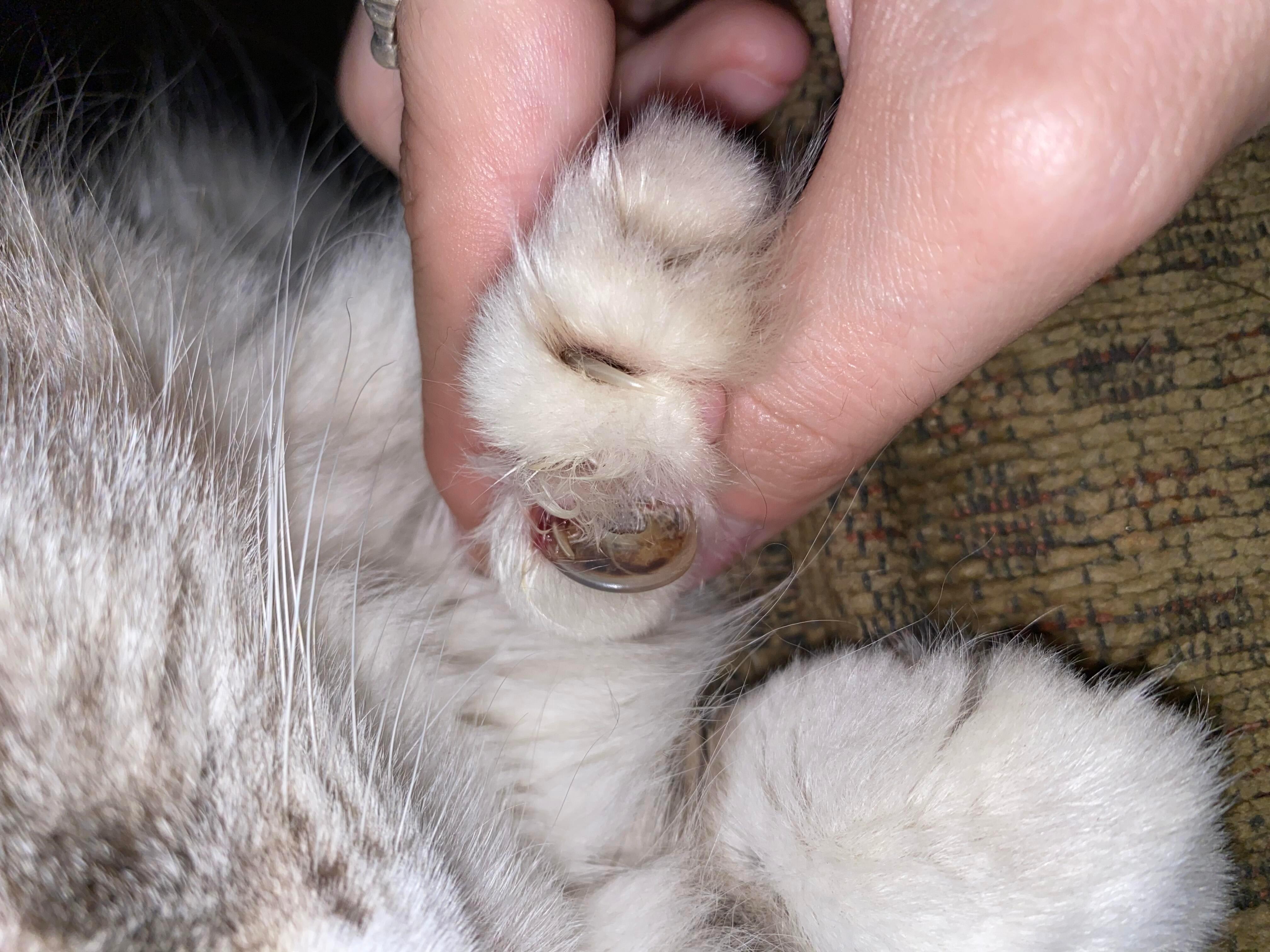 Cat's Bleeding Paw & Painful Thick Nail: Vet or DIY? | Petco