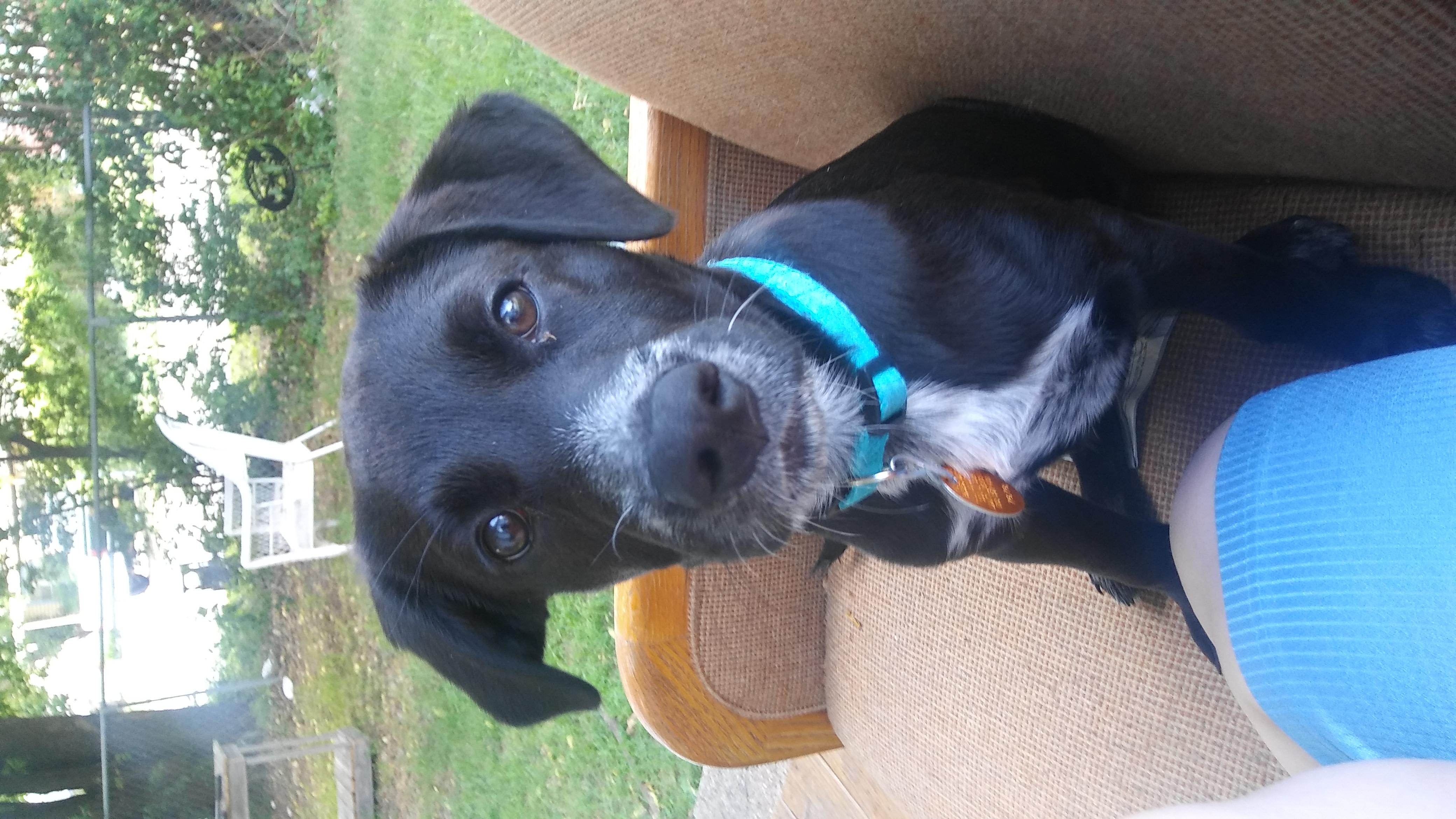 Watch for these health issues in your Chiweenie & Lab Heeler | Petco