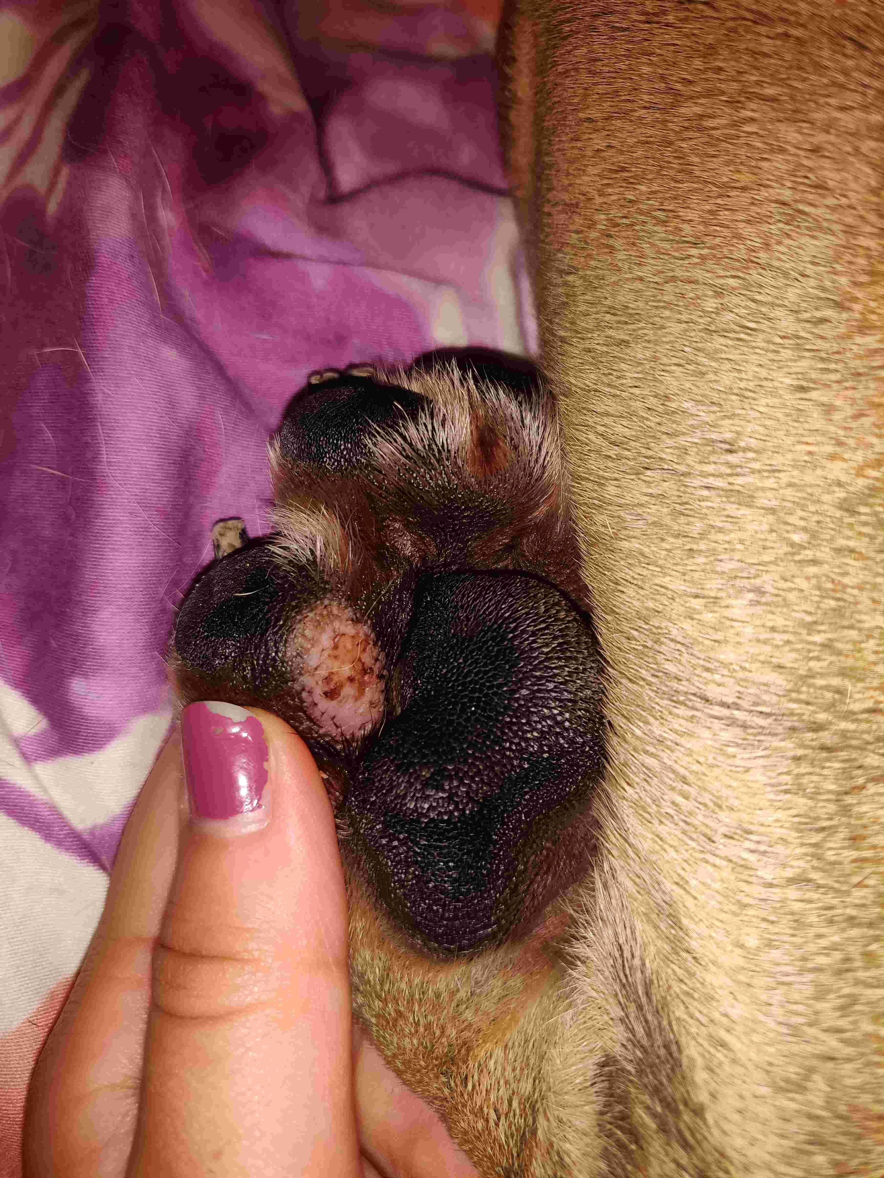 My dog scraped his paw pad. What can I put on it to help it heal? | Petco