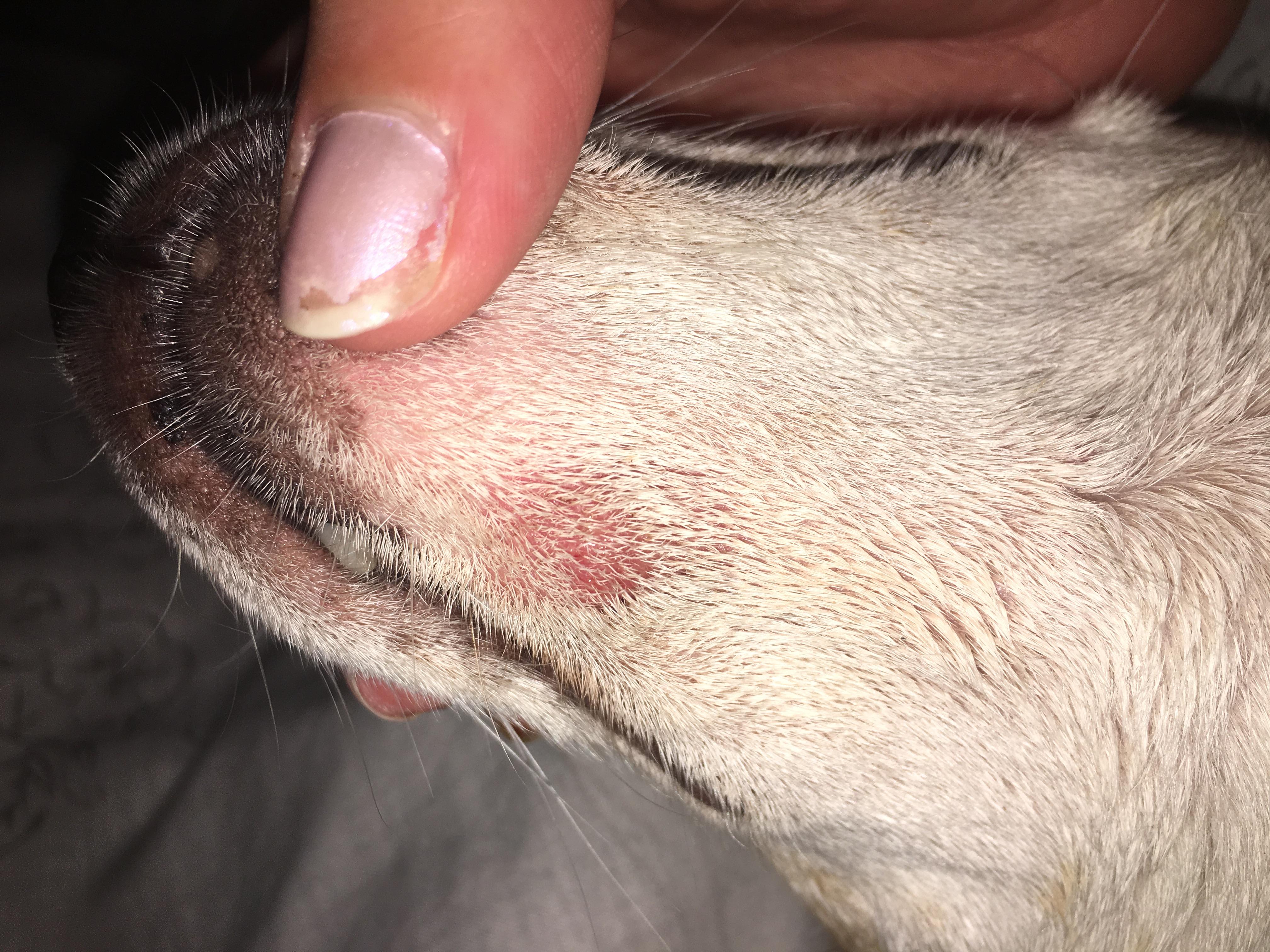 My dog has a sudden red lump under jaw. When to see a vet? | Petco