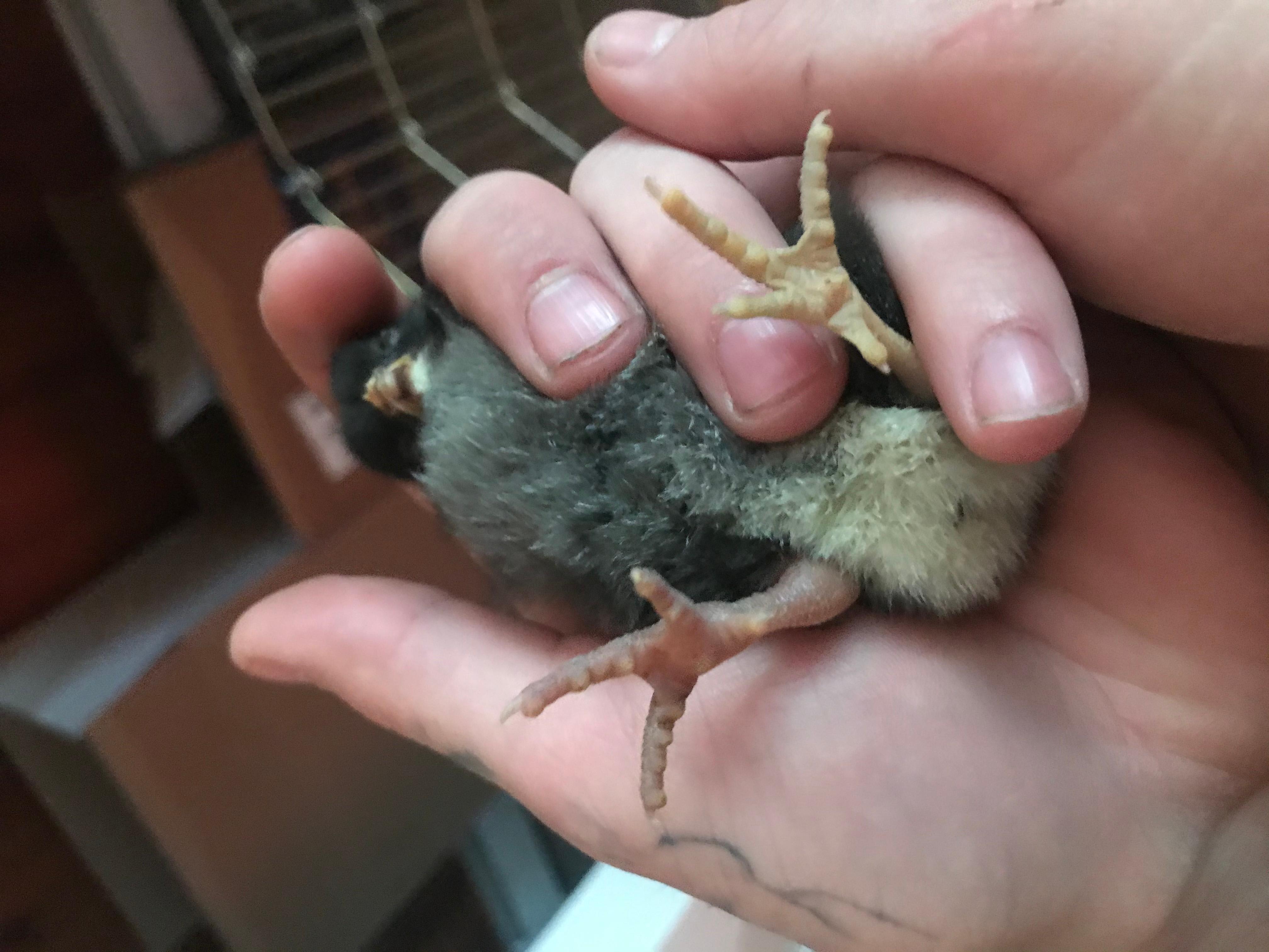 New Chick Limping, Swollen Leg? Is It Broken? What to Do? | Petco