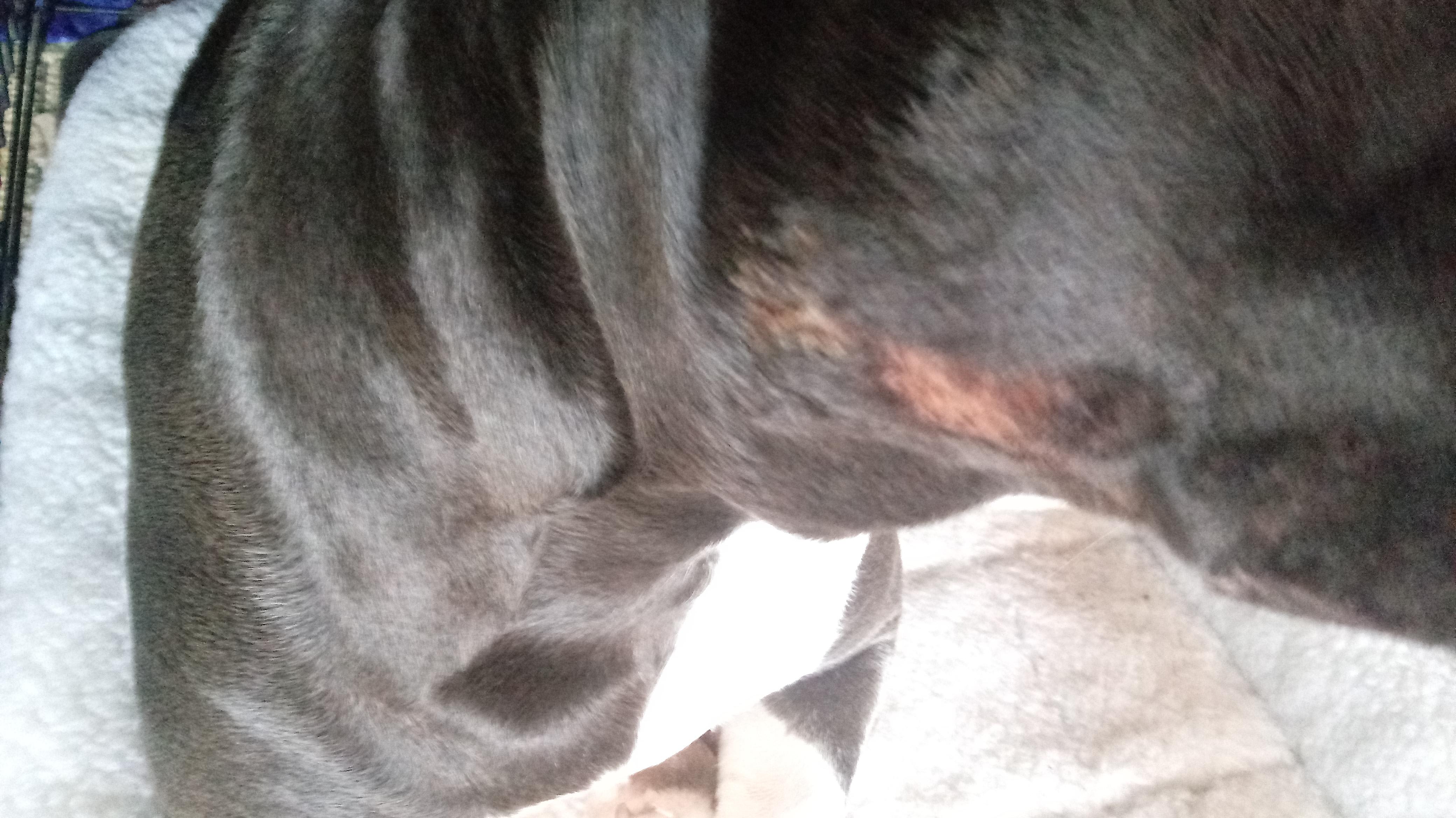 Why is my dog's skin swollen, inflamed, and crusty? Hotspot? | Petco