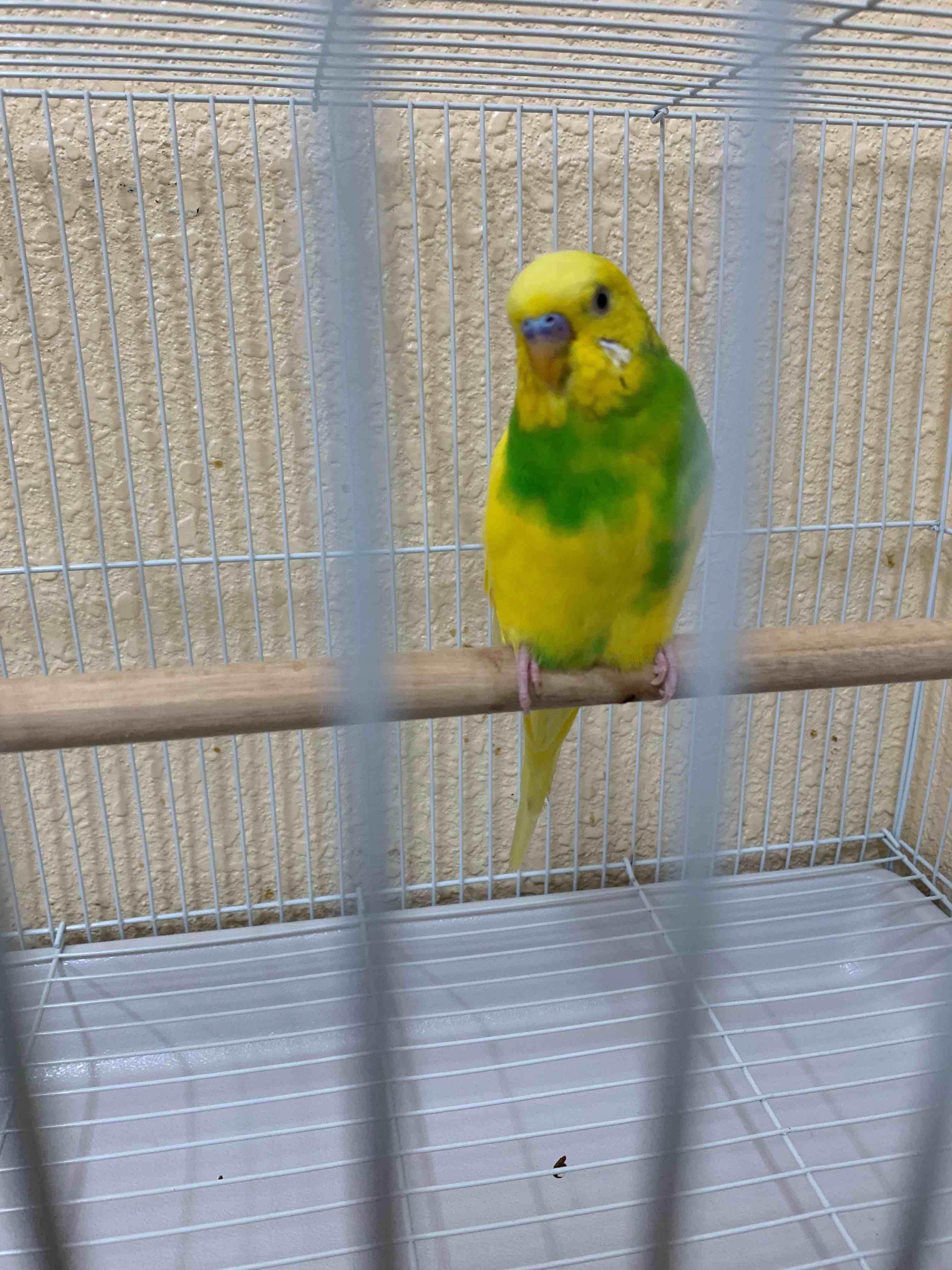 How to Tame Your New Parakeet and When to Safely Let Him Out | Petco