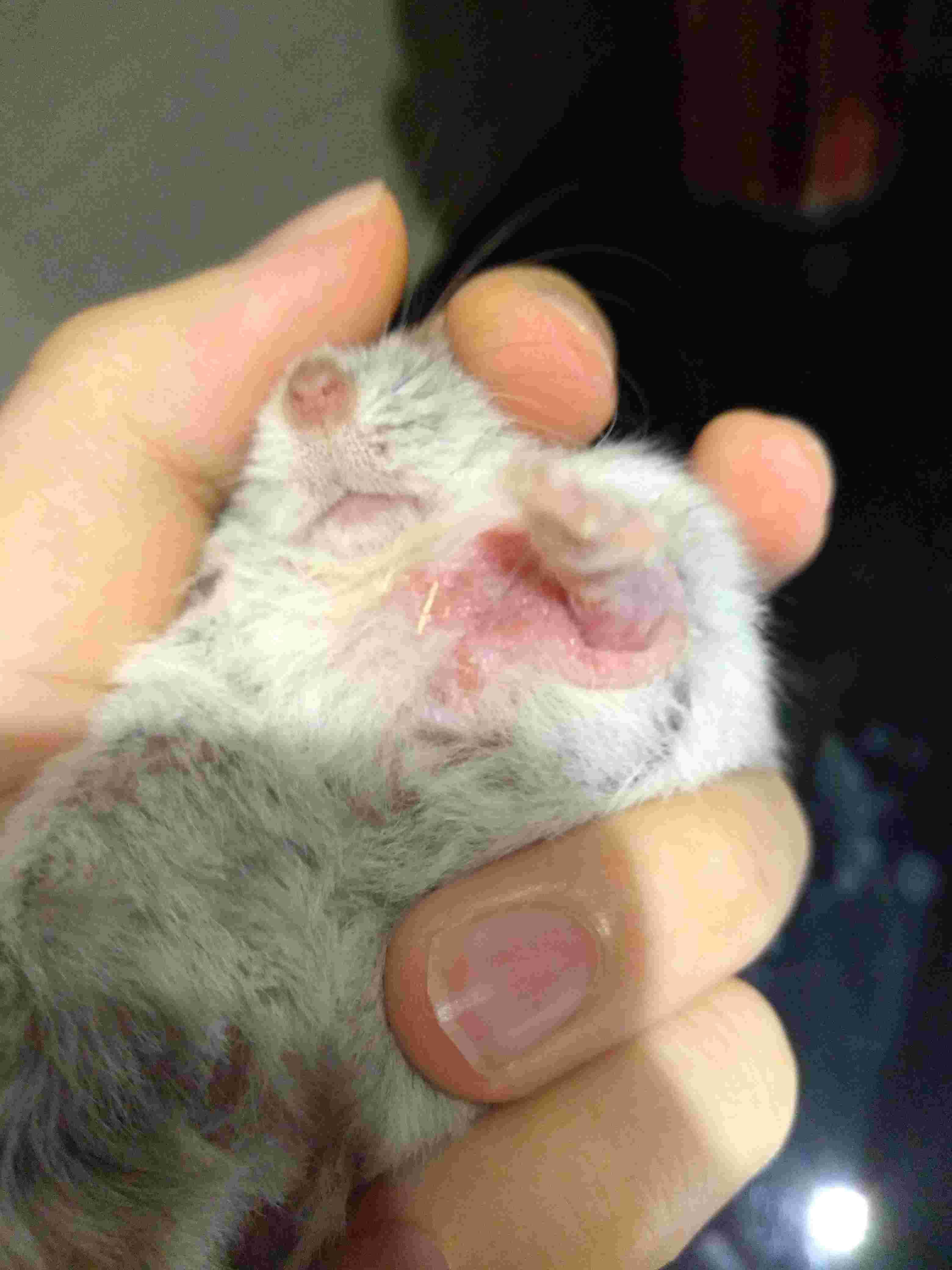 My Hamster Has a Lump: Is It Serious? What Should I Do? | Petco