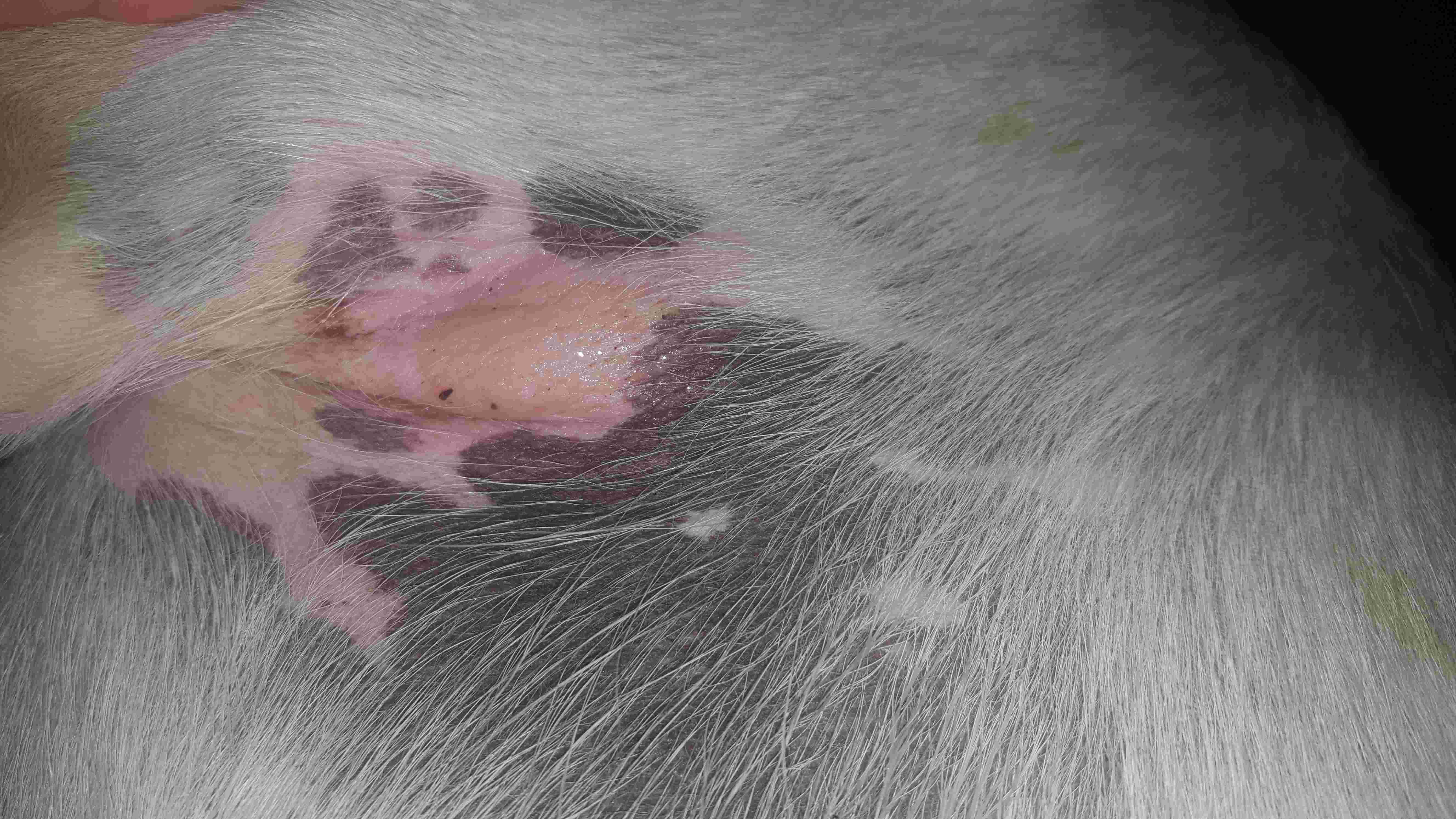 My dog has a painful lump under his armpit. What should I do? | Petco