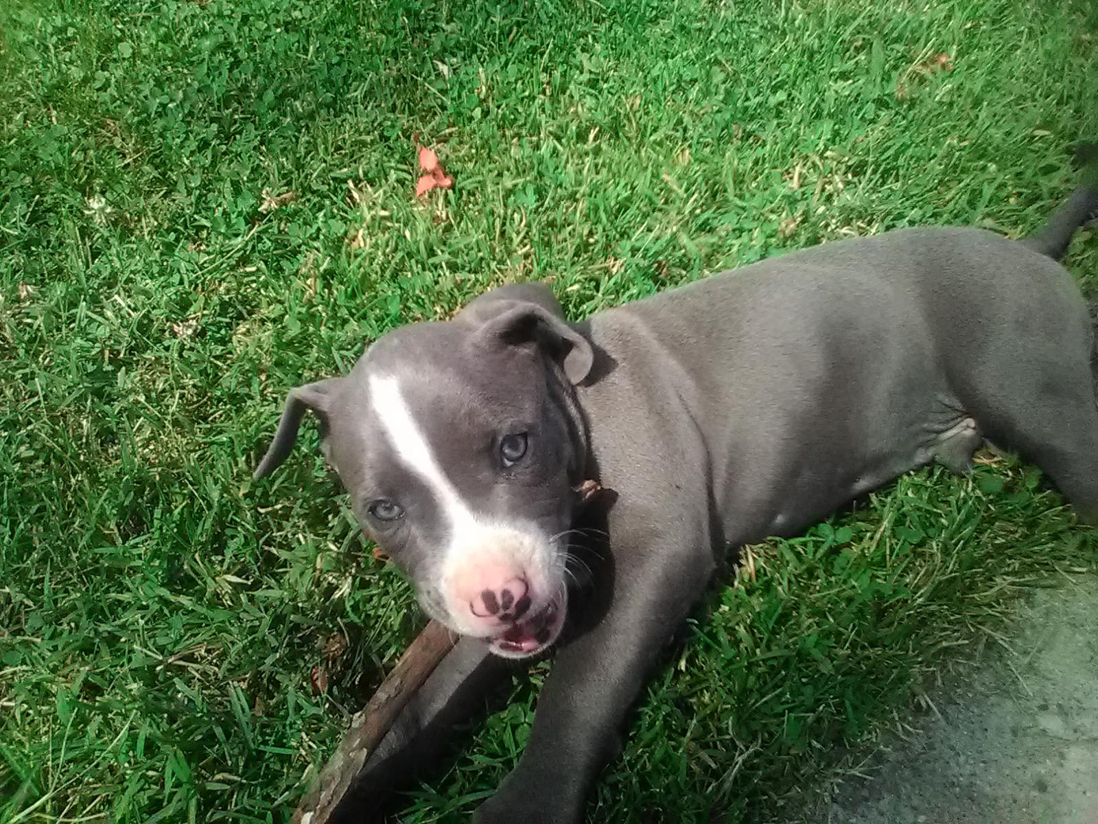 My Puppy's Neck Glands Swollen But Normal? Is It Teething? | Petco
