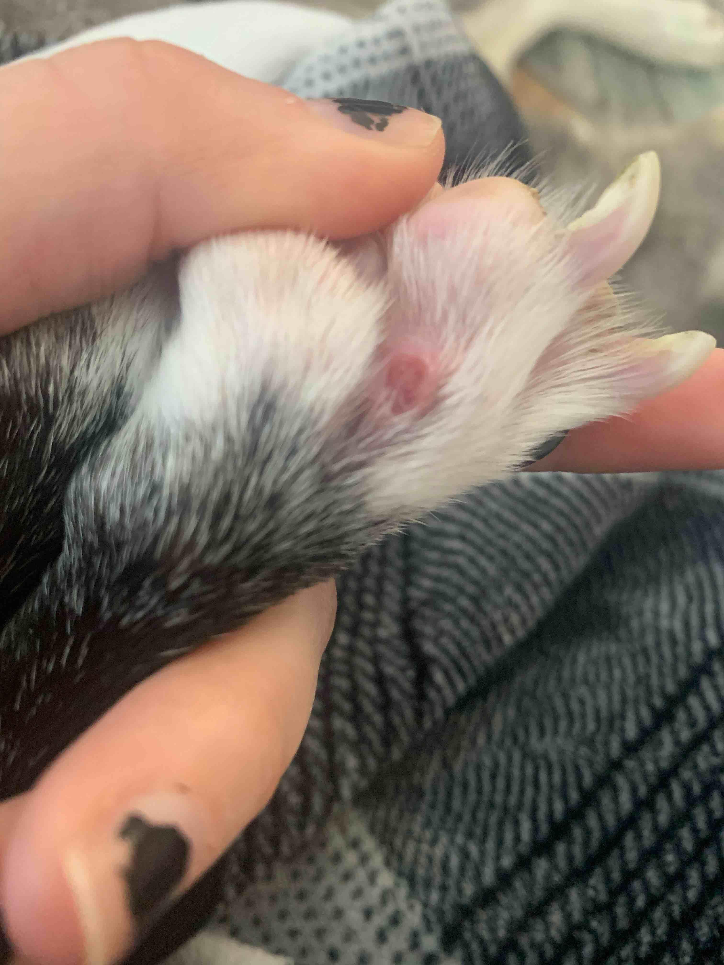 How to treat a dog's toe bump at home before vet appointment? | Petco