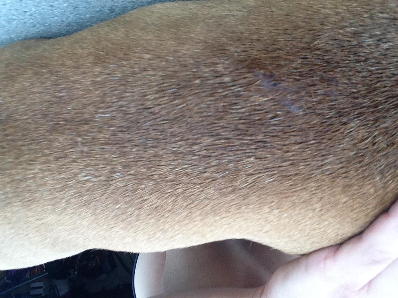 Why is my boxer losing fur with bumps and flaky skin? | Petco