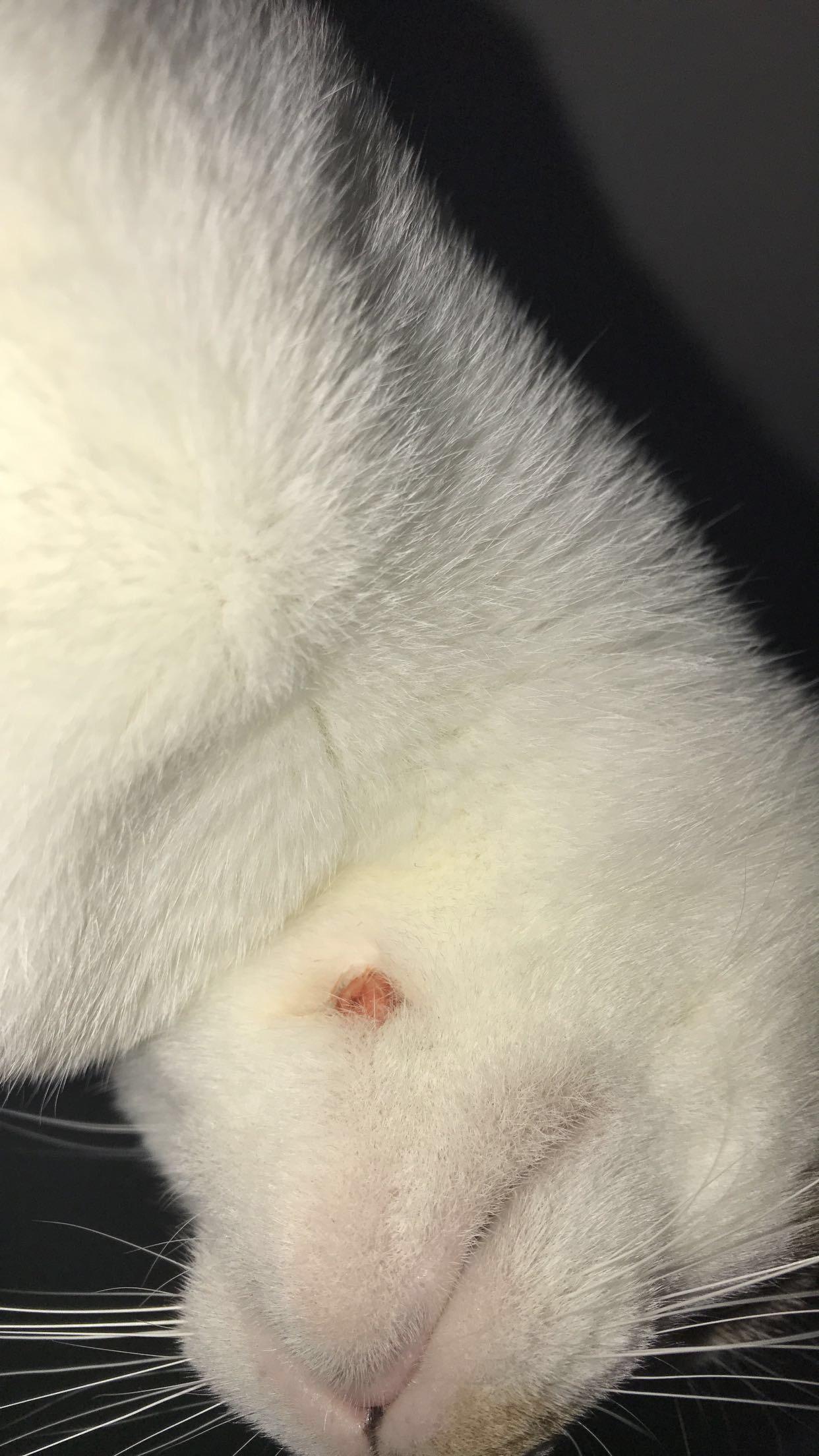 My Cat Has a Red Bump on Skin? When to Take Them to Vet | Petco