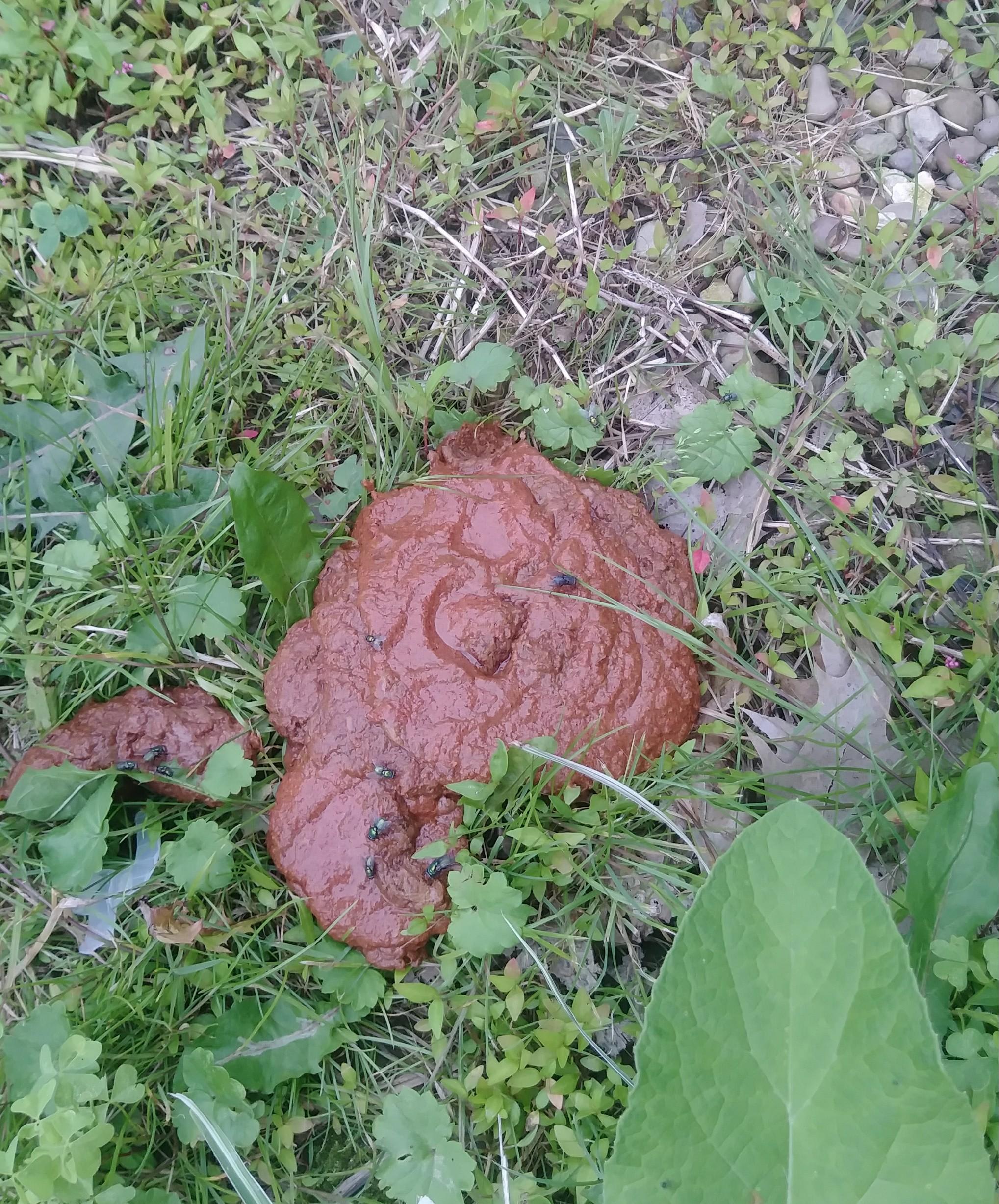 My dog's watery red poop after parvo: Blood, food, or parvo? | Petco