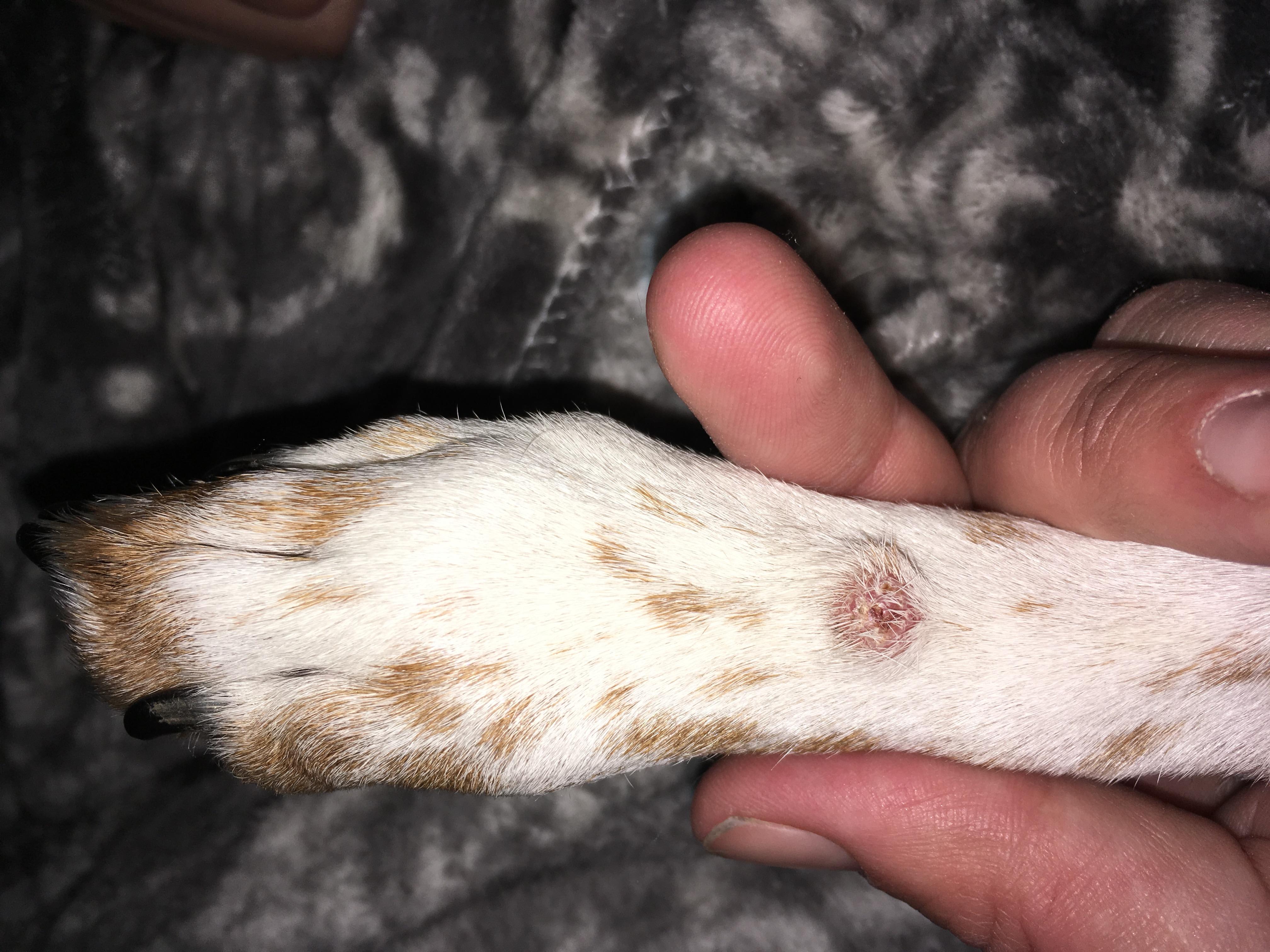 My young dog has a pea-sized lump on his paw. Should I worry? | Petco