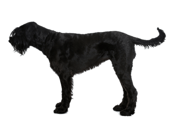 Giant Schnauzer Breed Facts and Information