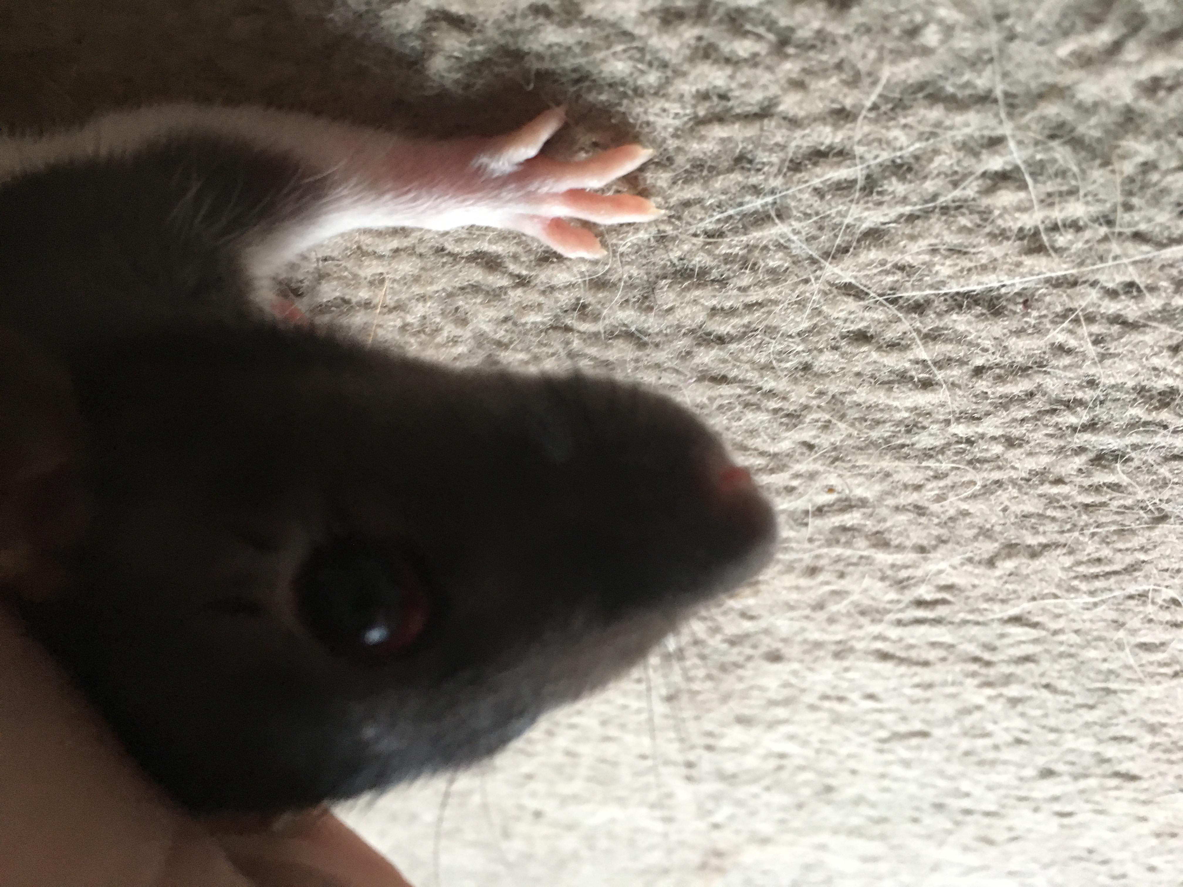 My dog hit my rat, its eye is out and bleeding. What to do? | Petco