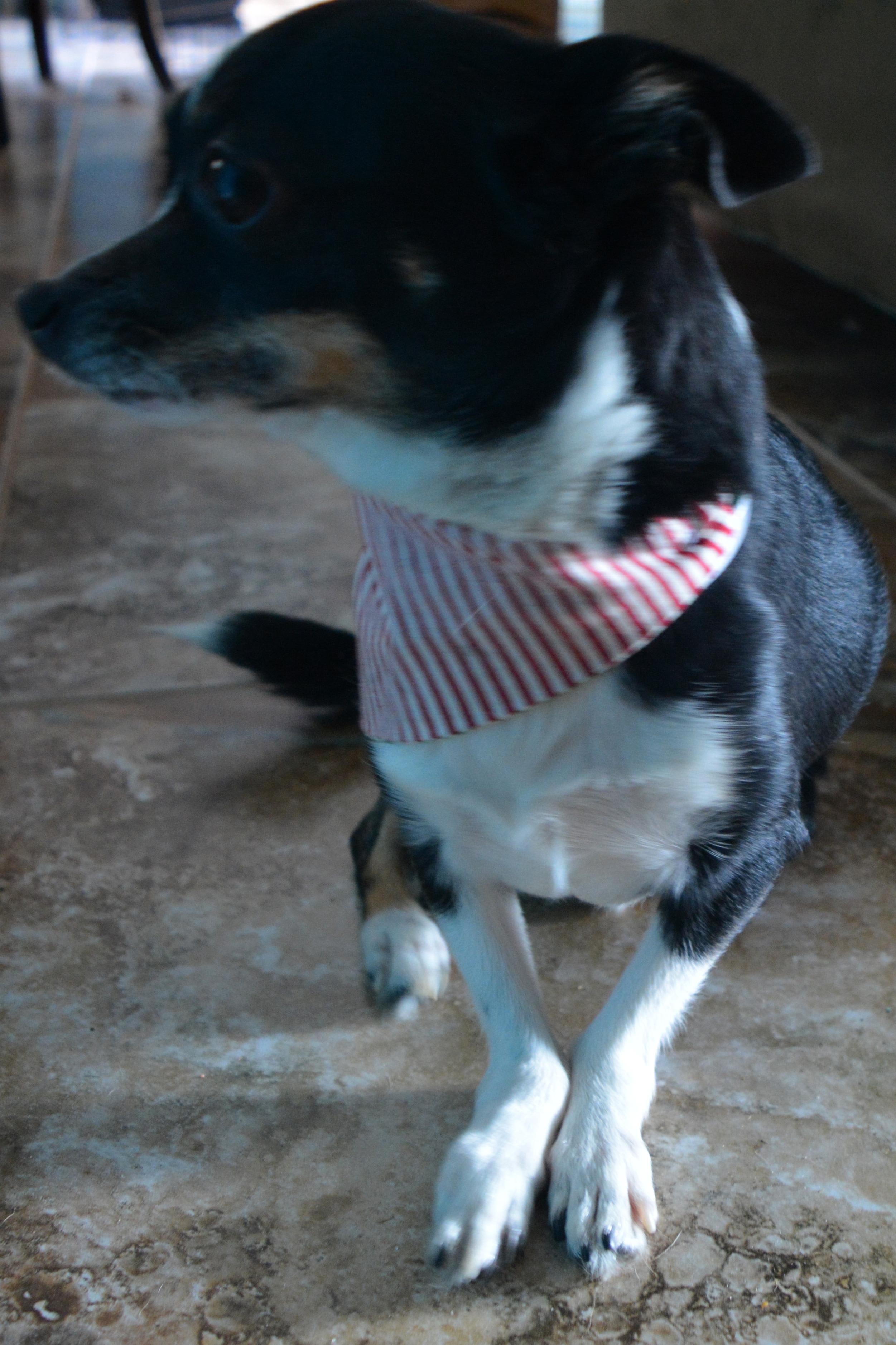 Adopting a dog with congenital leg issues: Treatable or worsening? | Petco