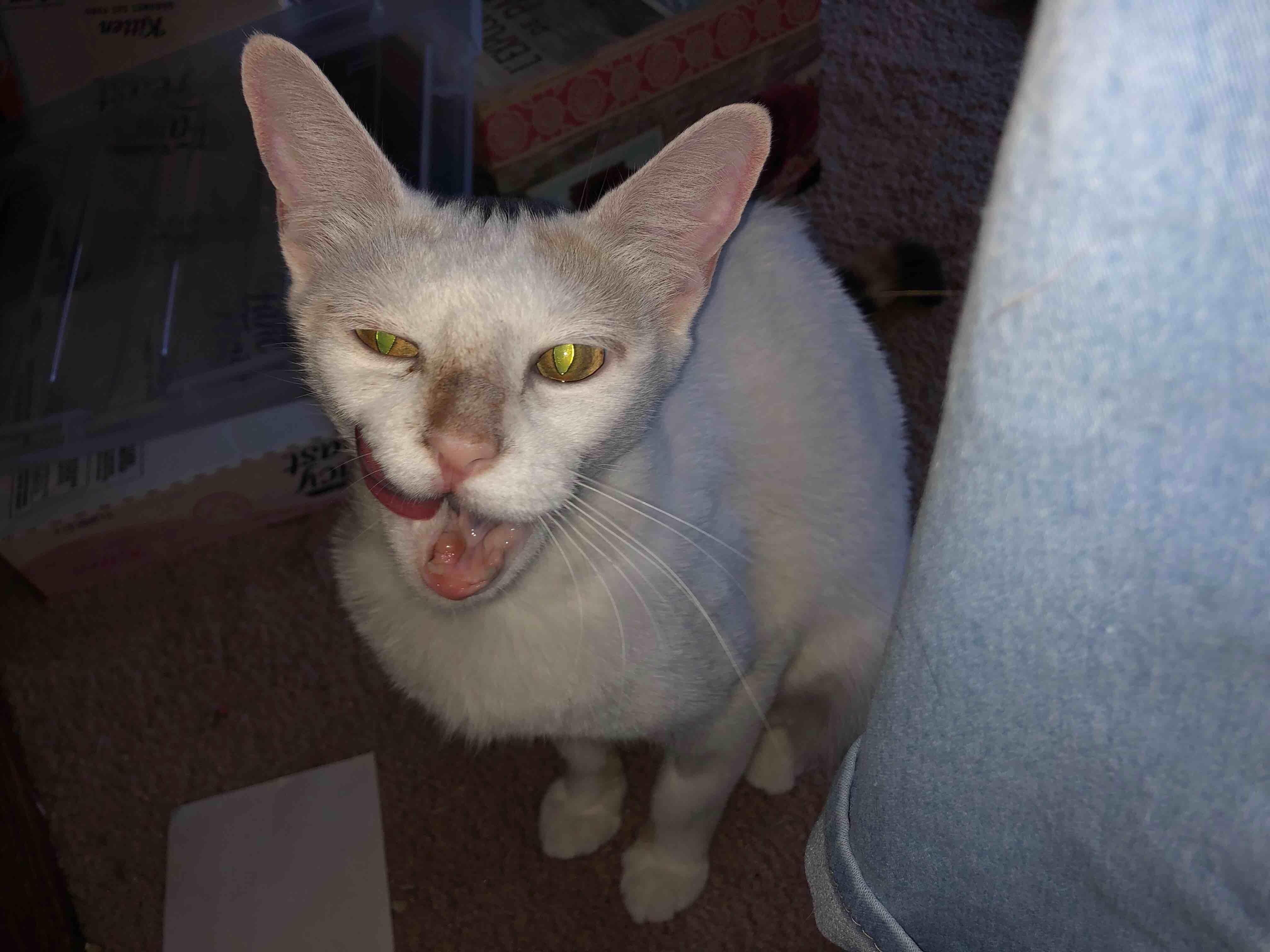 My cat has a crusty rash on face, nose, eye. Is it bacterial? | Petco